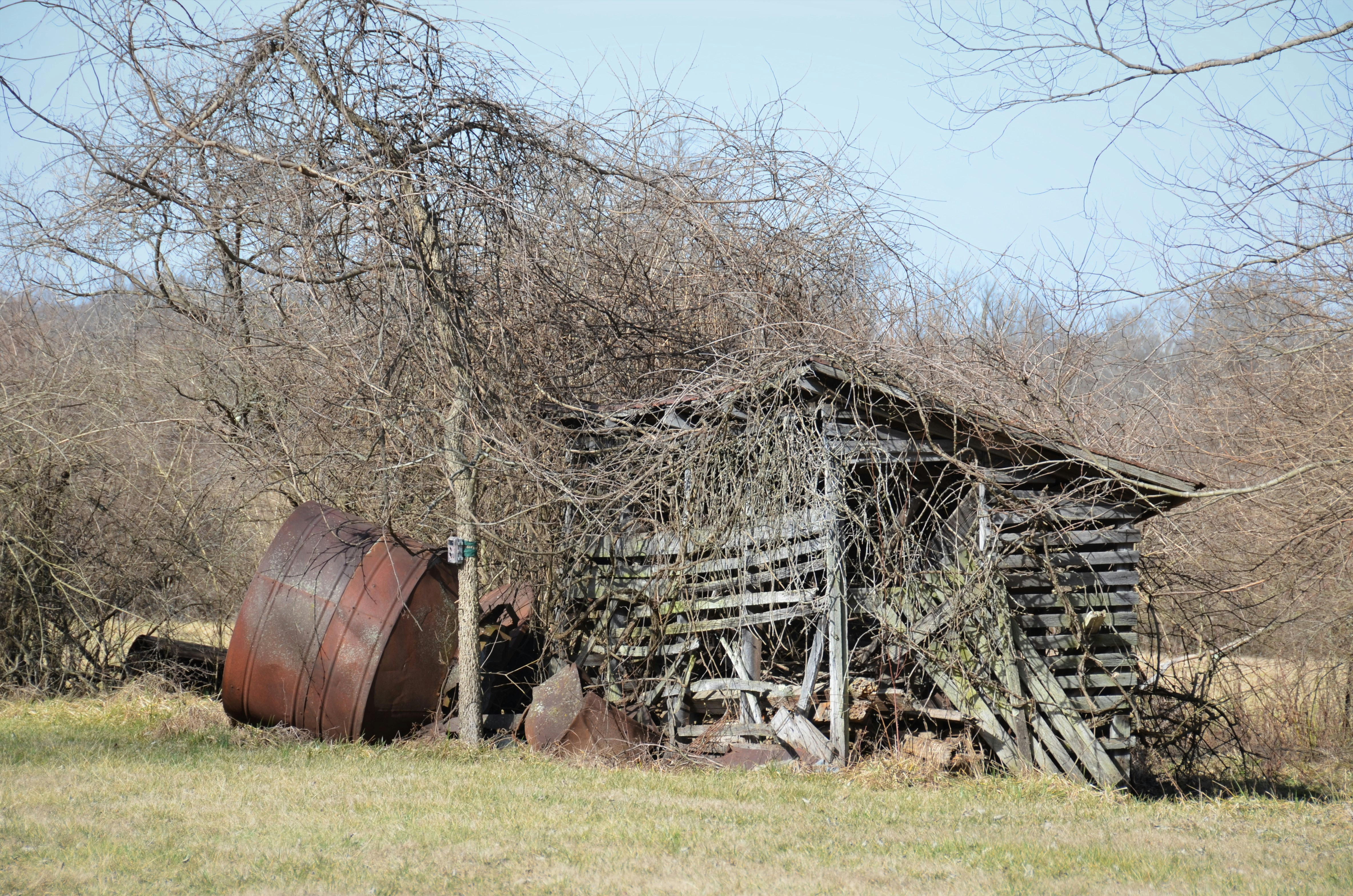 Weathered Shed and Field of Quiet Decay