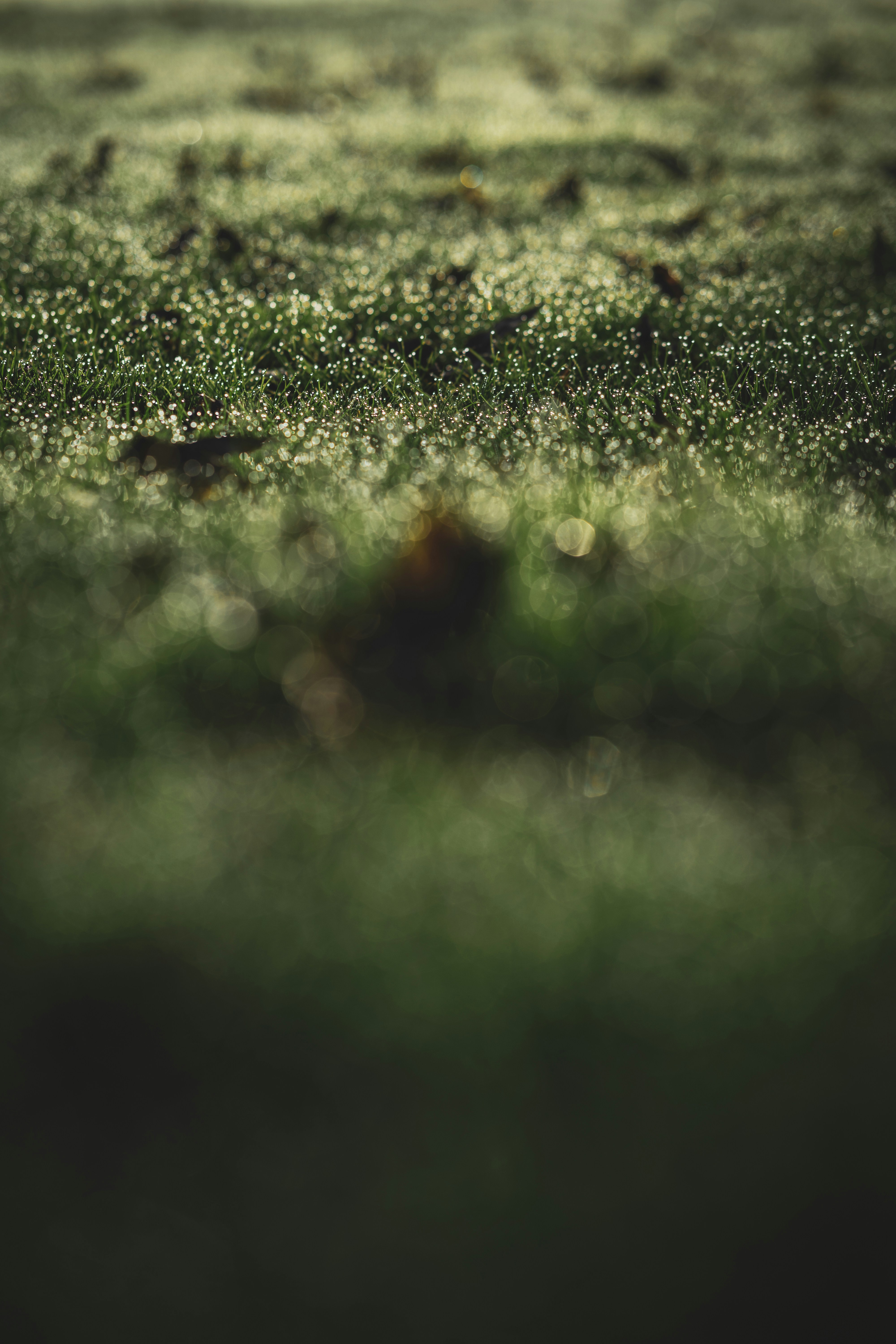 Dew-Kissed Meadow: Morning Light on a Velvet Carpet