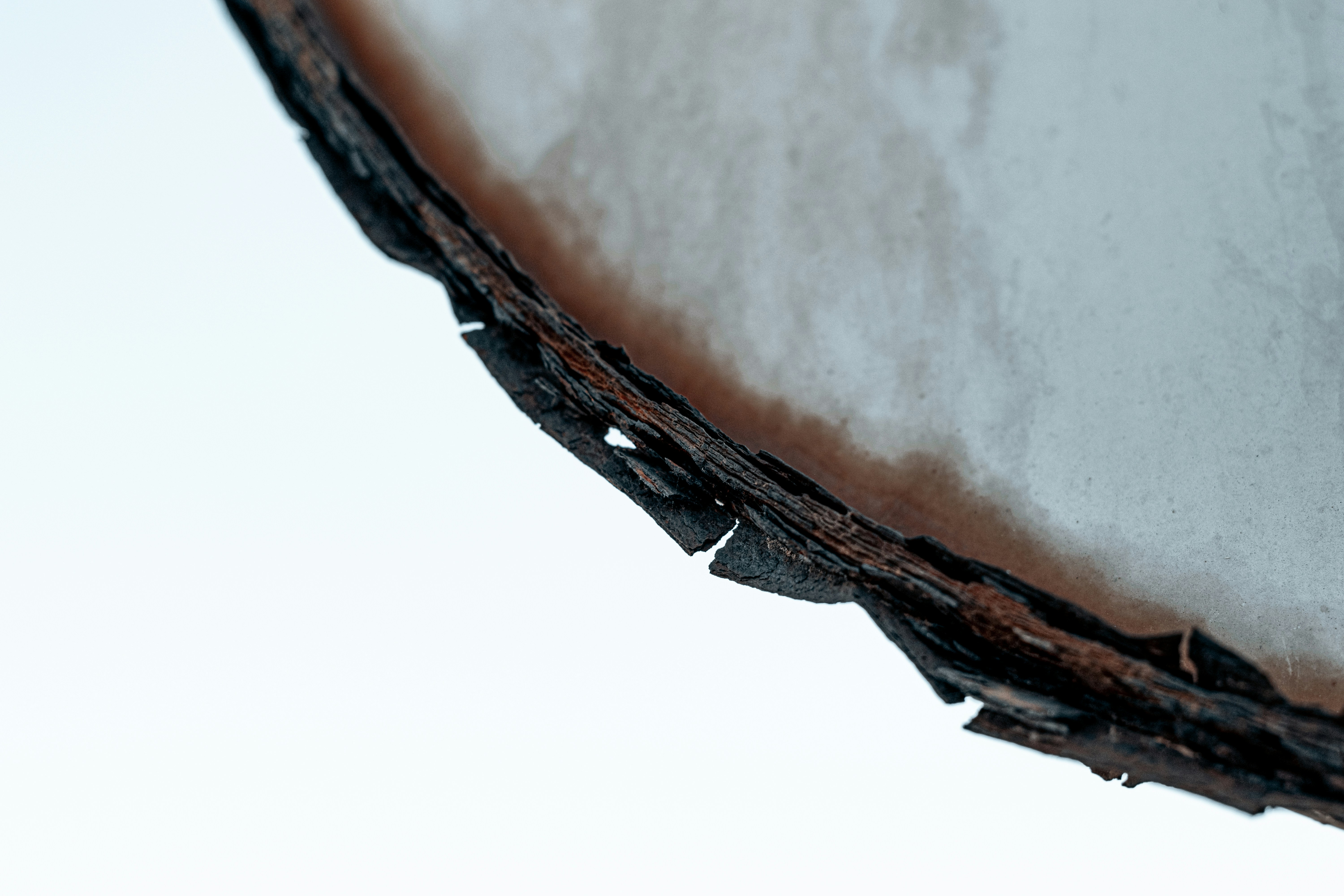Coconut Shell Edge: a textured macro curve against a bright backdrop