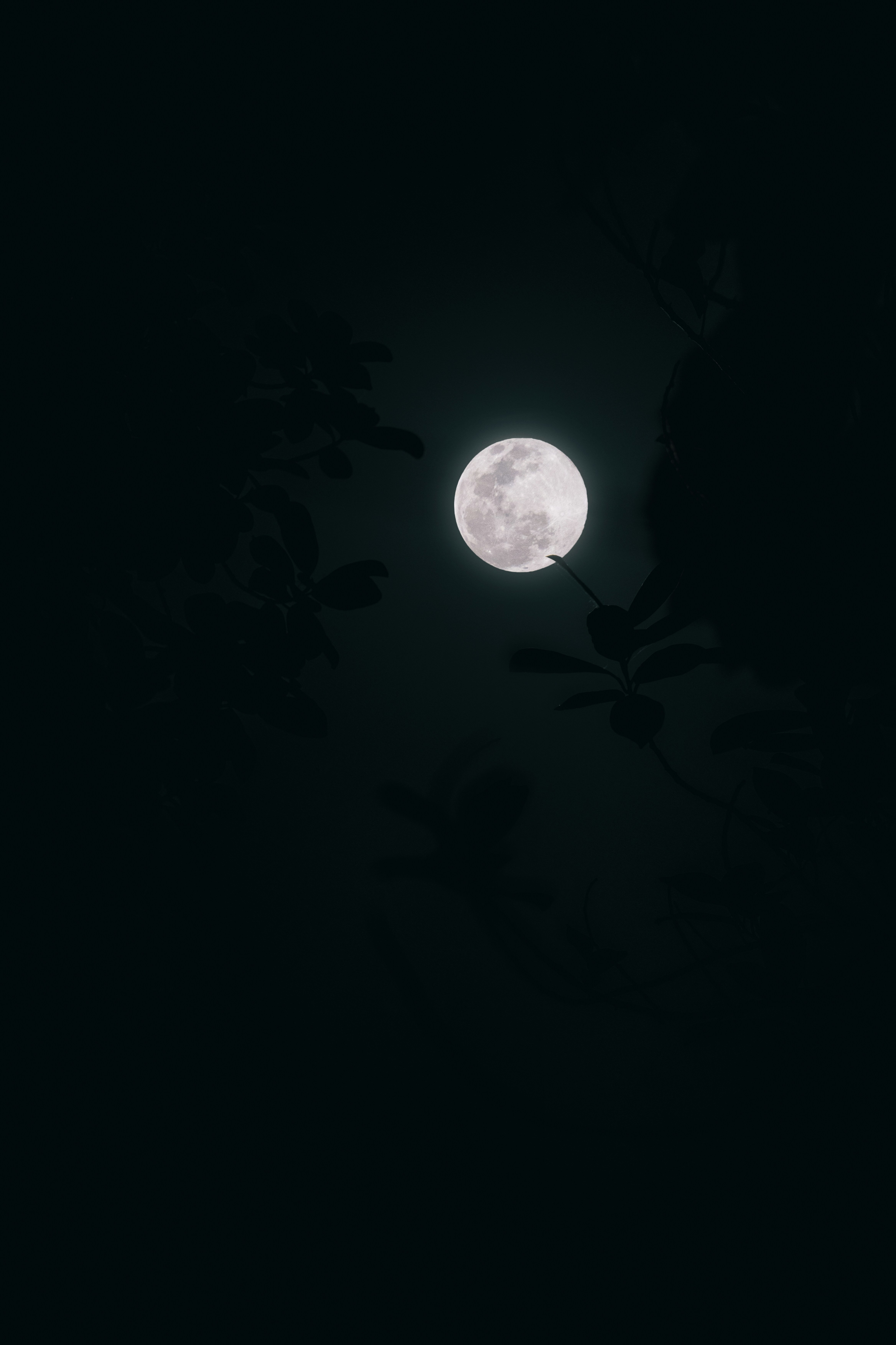 Full moon illuminated against a dark sky, partially obscured by silhouetted foliage. A tranquil night scene.