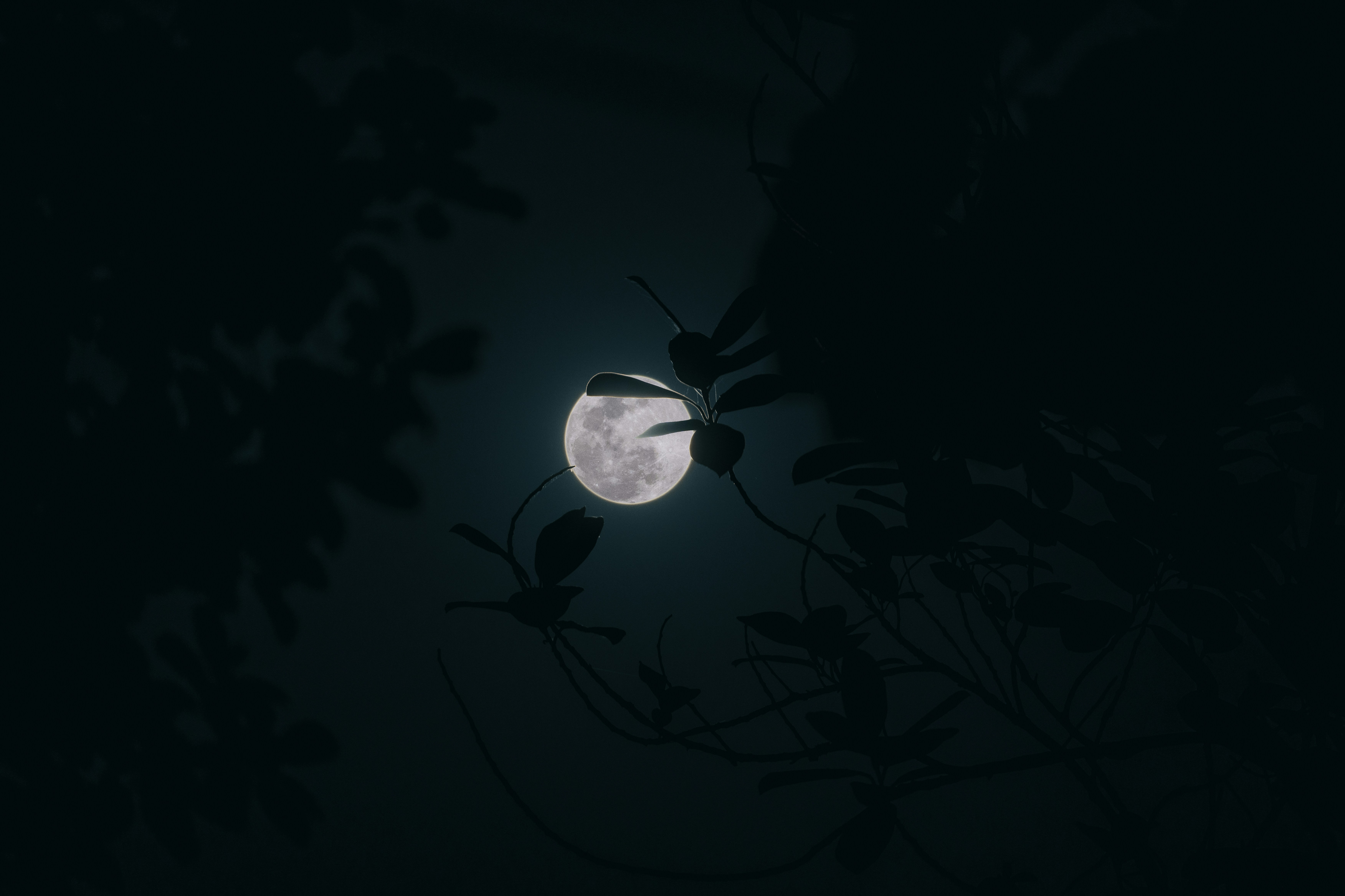 a full moon seen through the branches of a tree