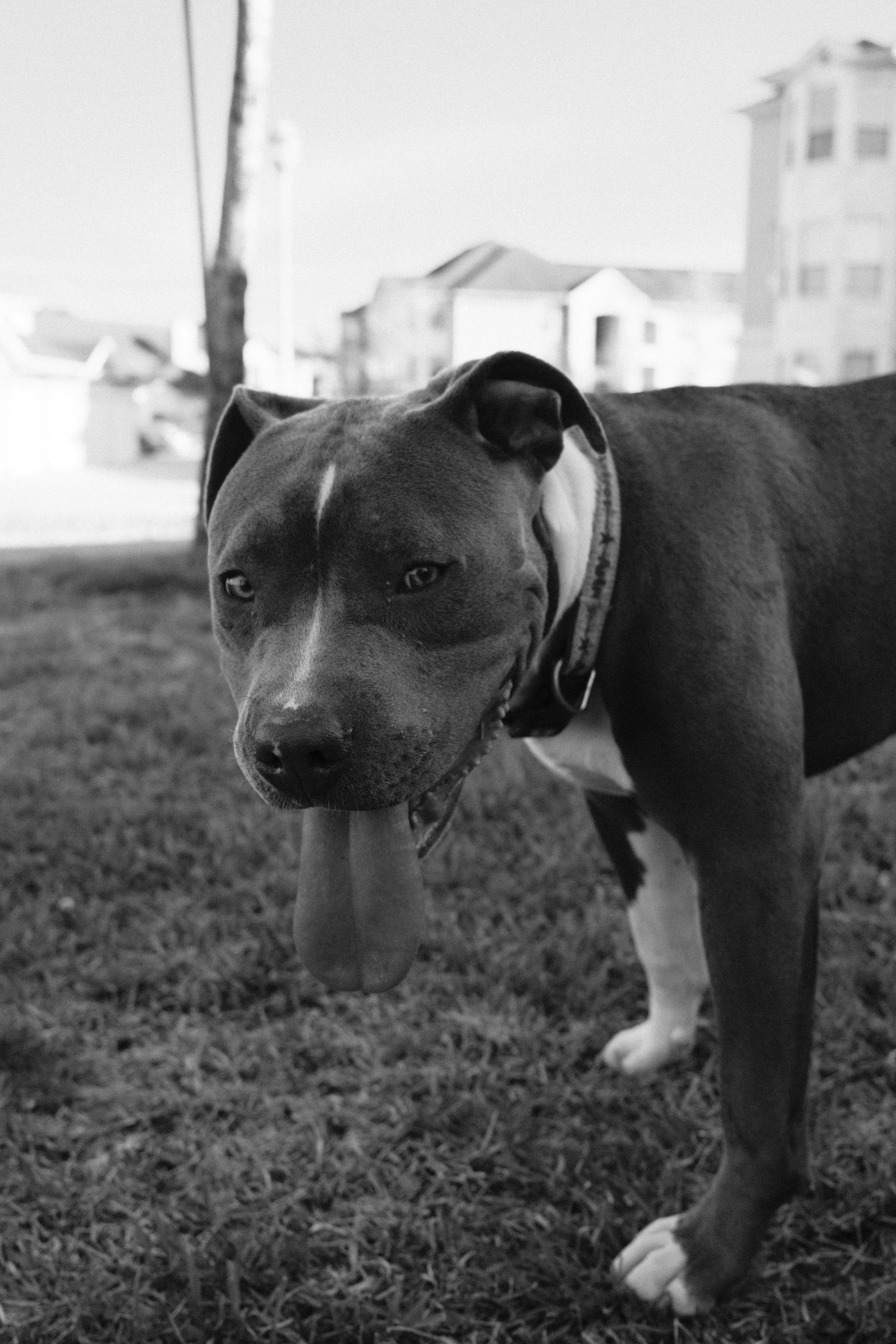 a black and white photo of a dog with a ball in its mouth