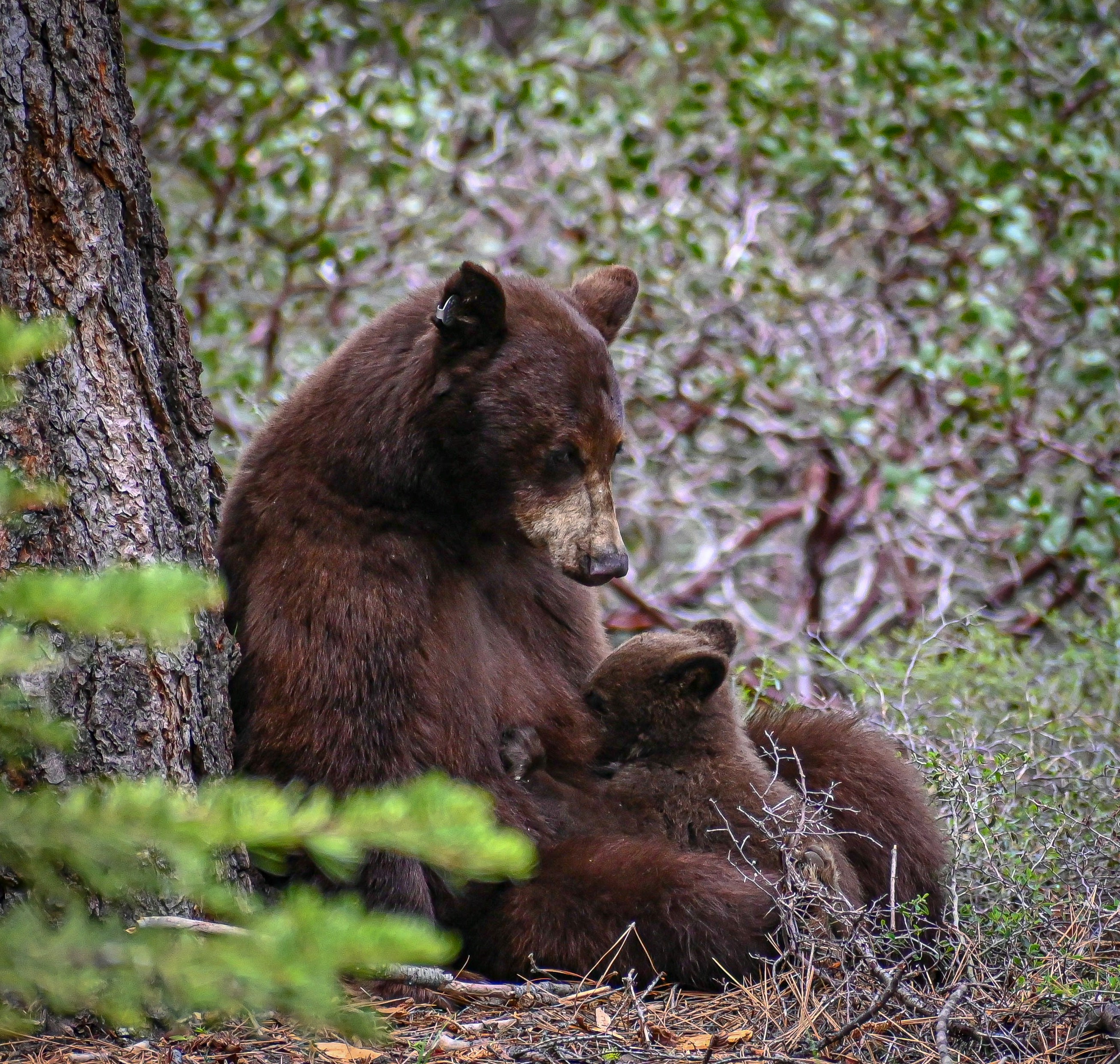 Foto Dos osos pardos sentados junto a un árbol – Imagen EE.UU gratis en ...