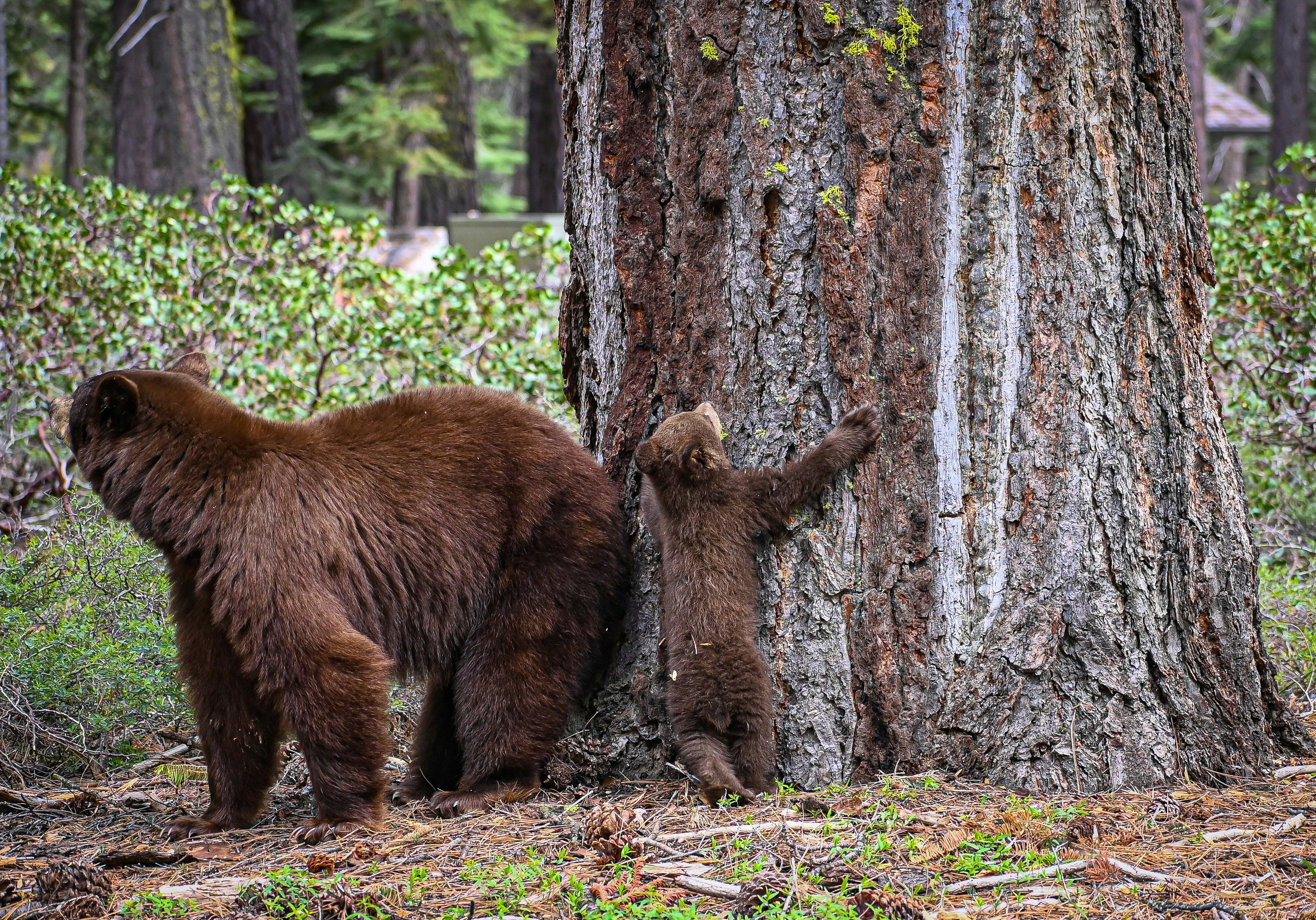Une ourse brune et son petit debout à côté d’un arbre photo – Image ...