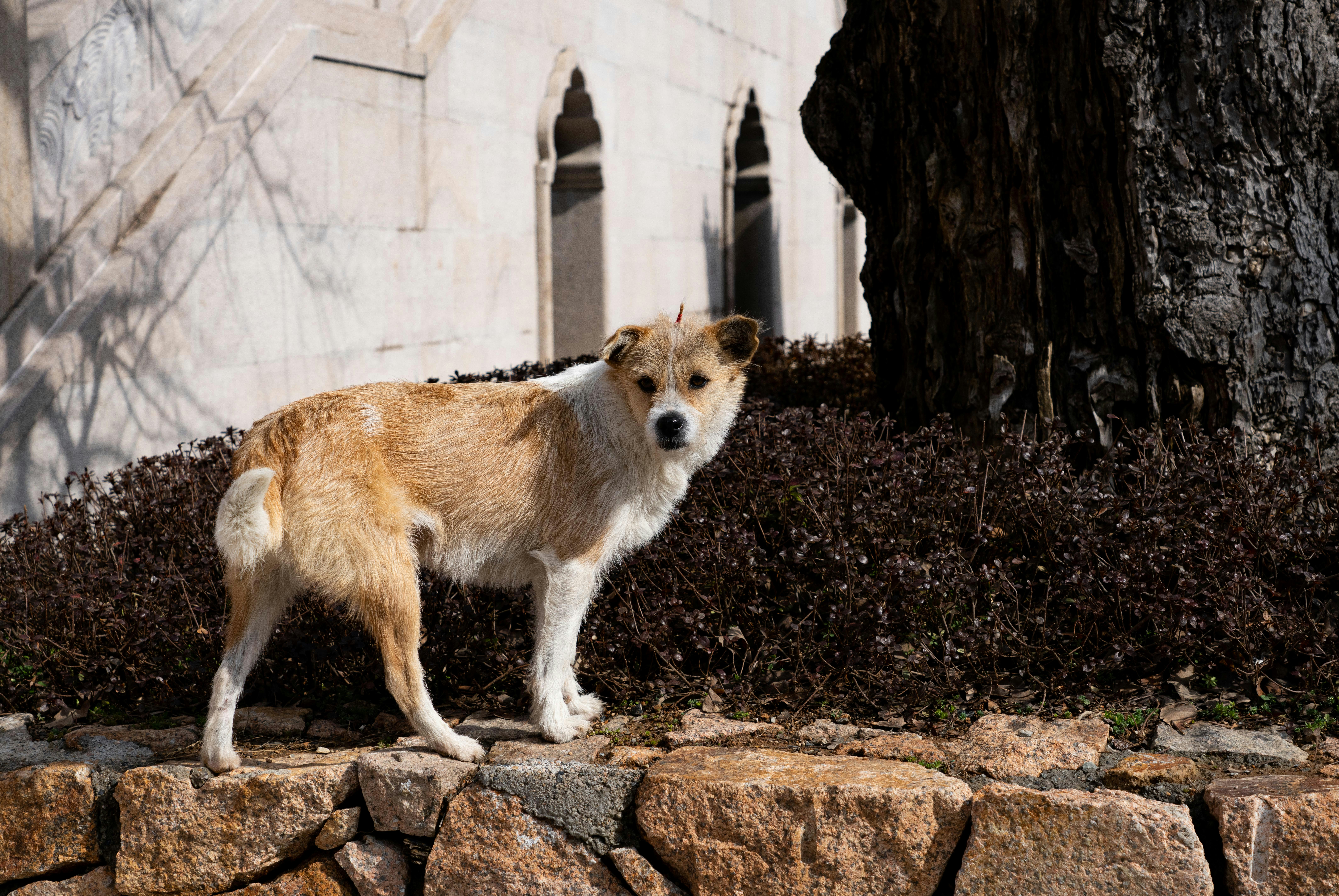 Terrace Sentinel: A Cautious Canine by the Arched Wall