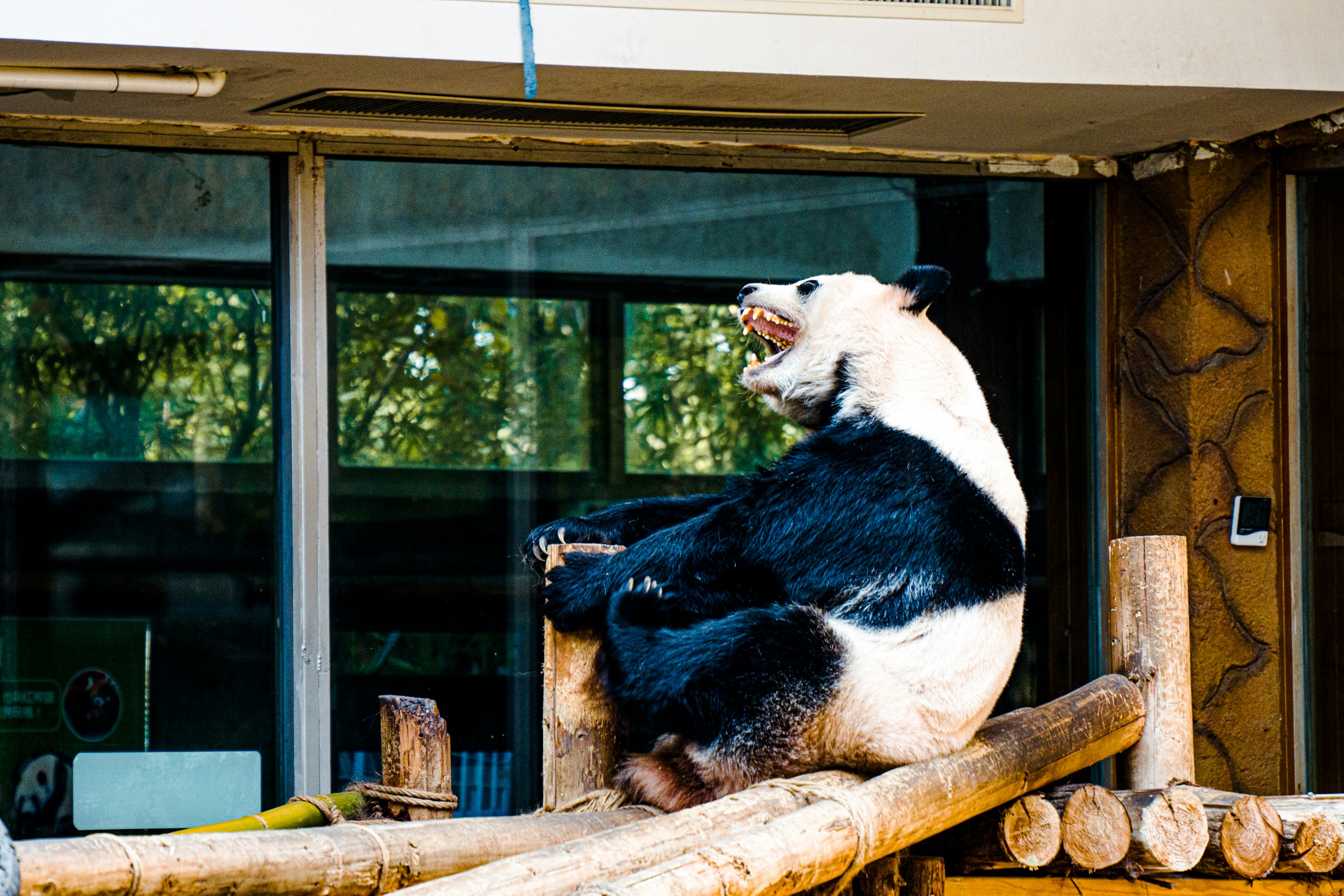 a panda bear sitting on top of a wooden log