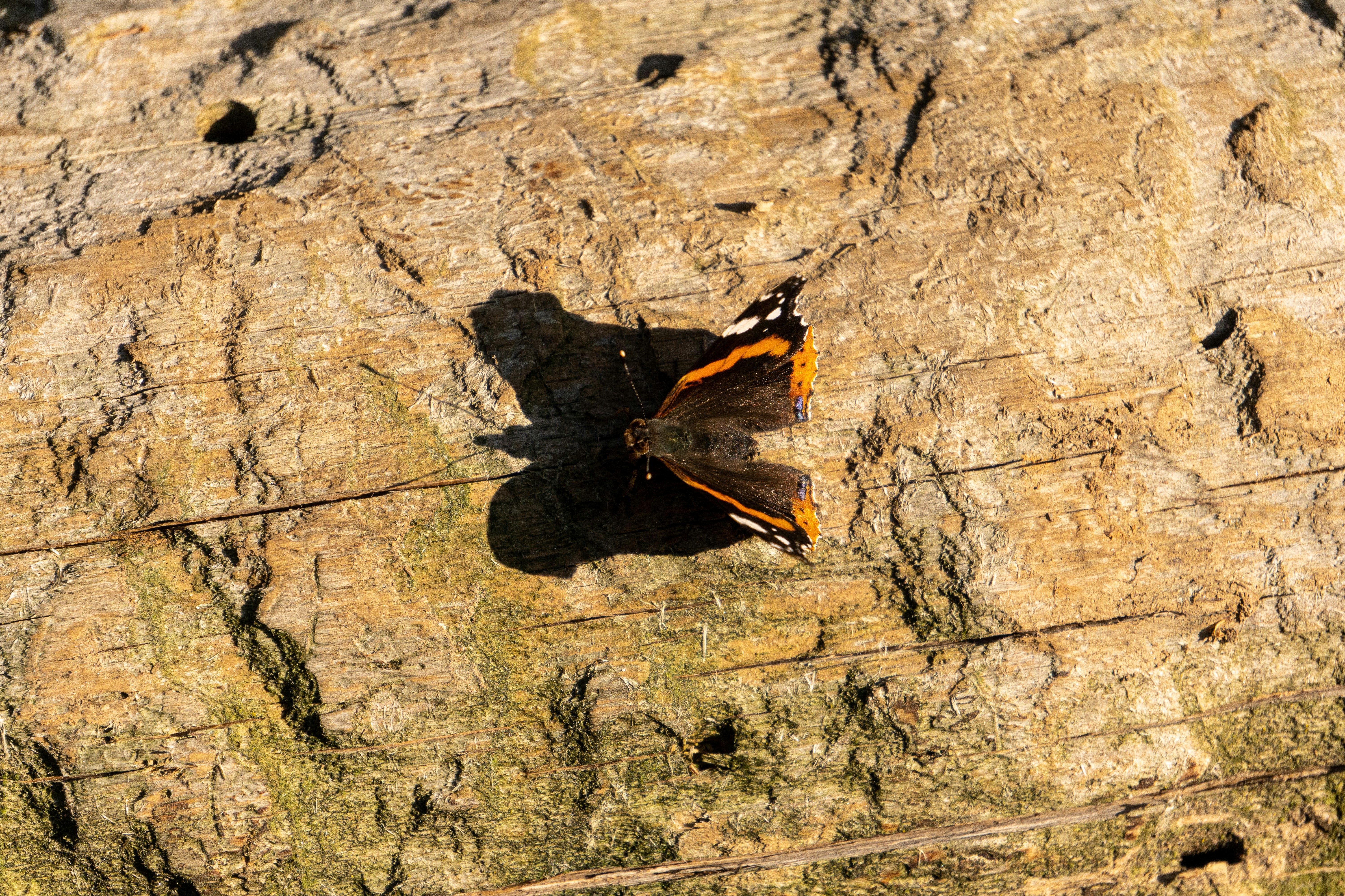 a butterfly that is sitting on a piece of wood