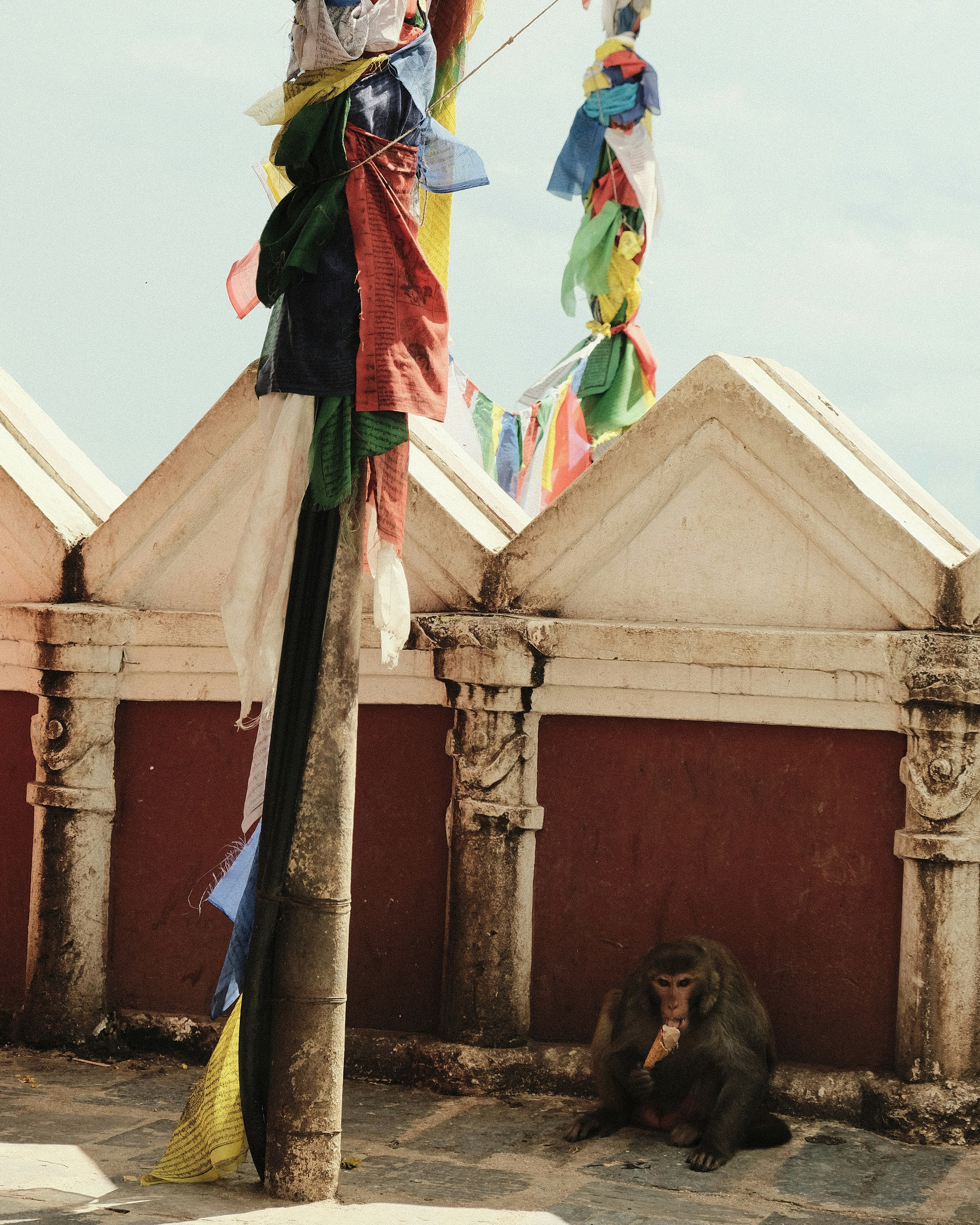A monkey munches on an ice cream at 'Monkey Temple' in Kathmandu Nepal. October 2022 Backpacking Trip.
