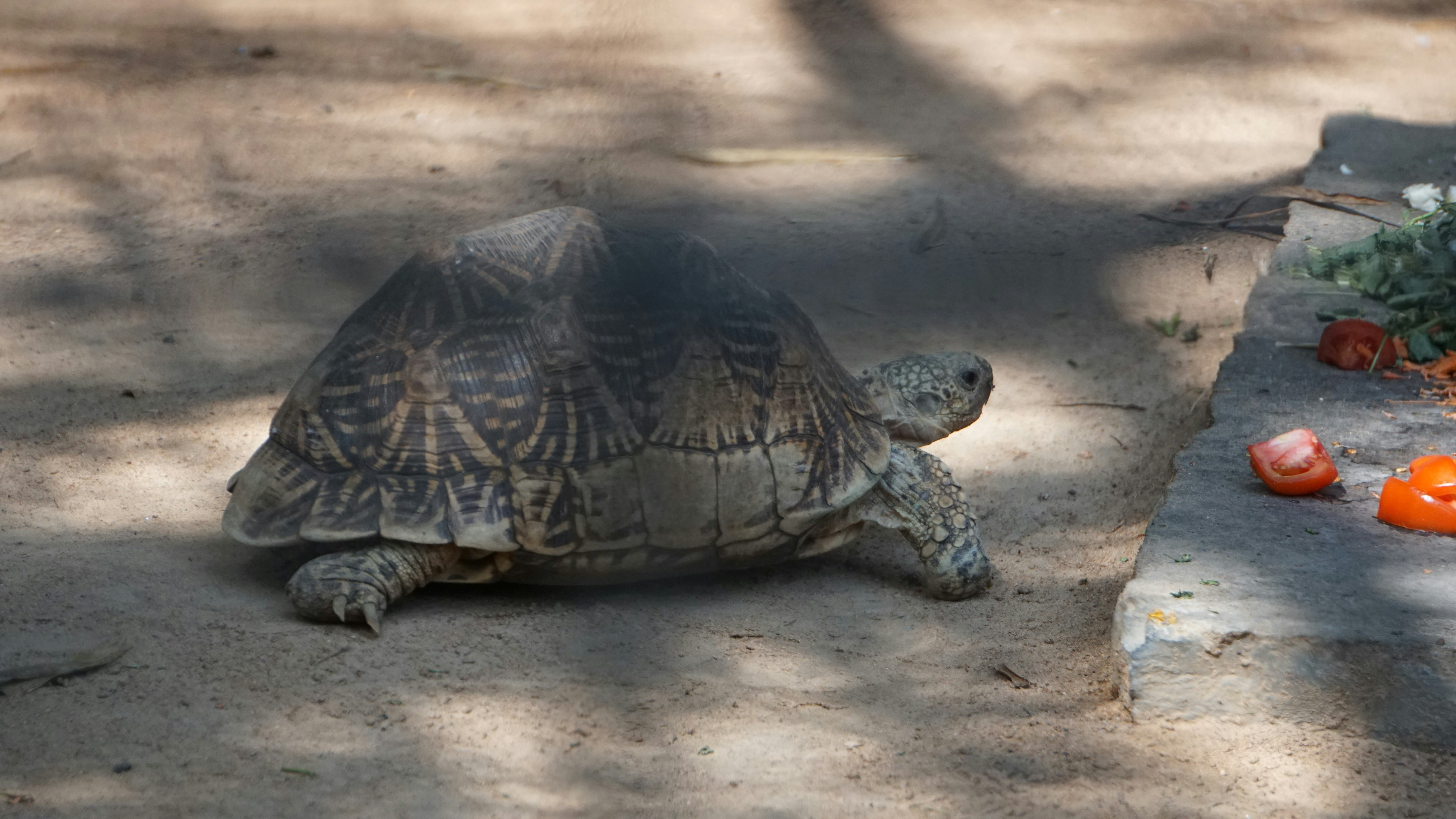 Sunlit Tranquility: A Turtle Pauses by a Concrete Edge