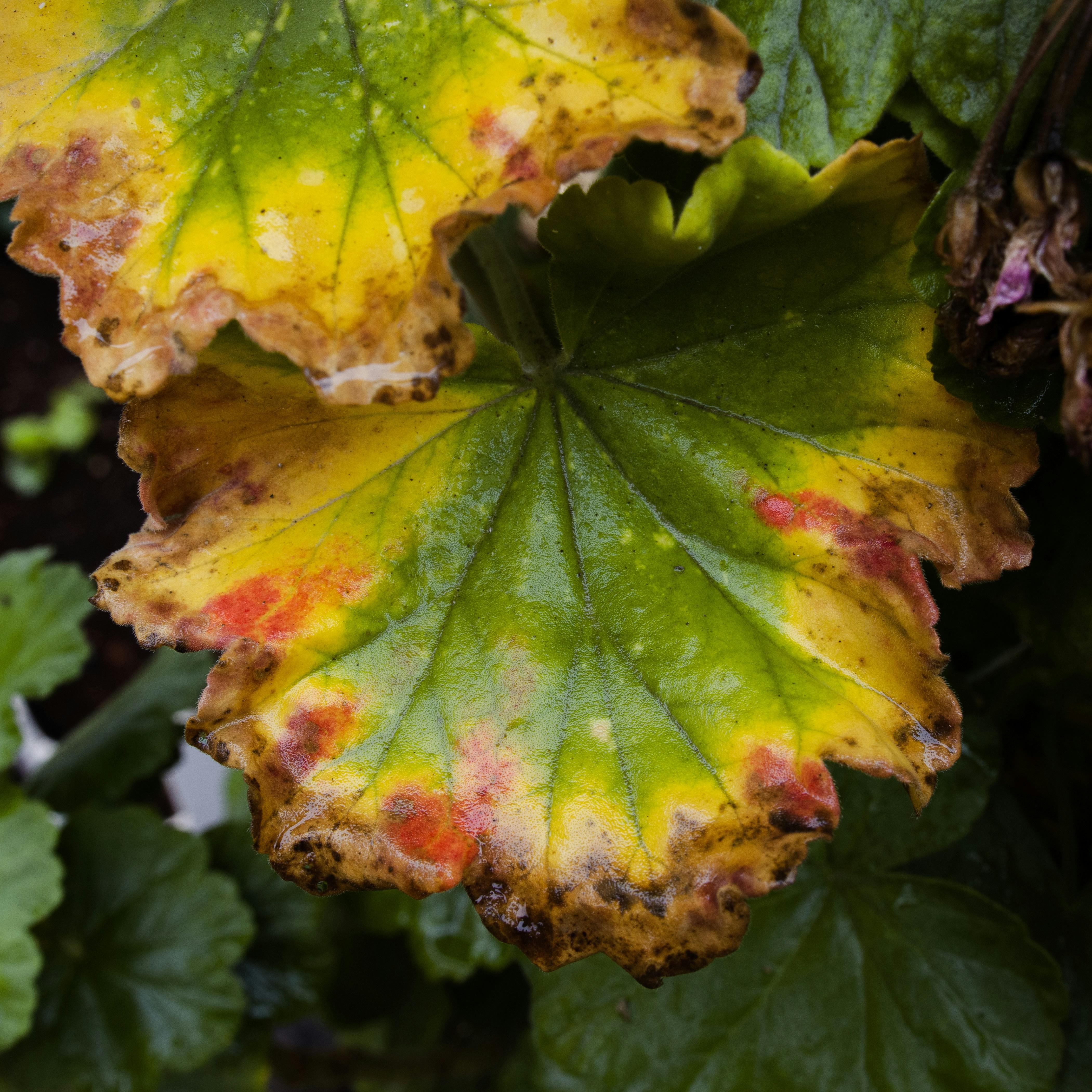 Nice Autumn color leaf