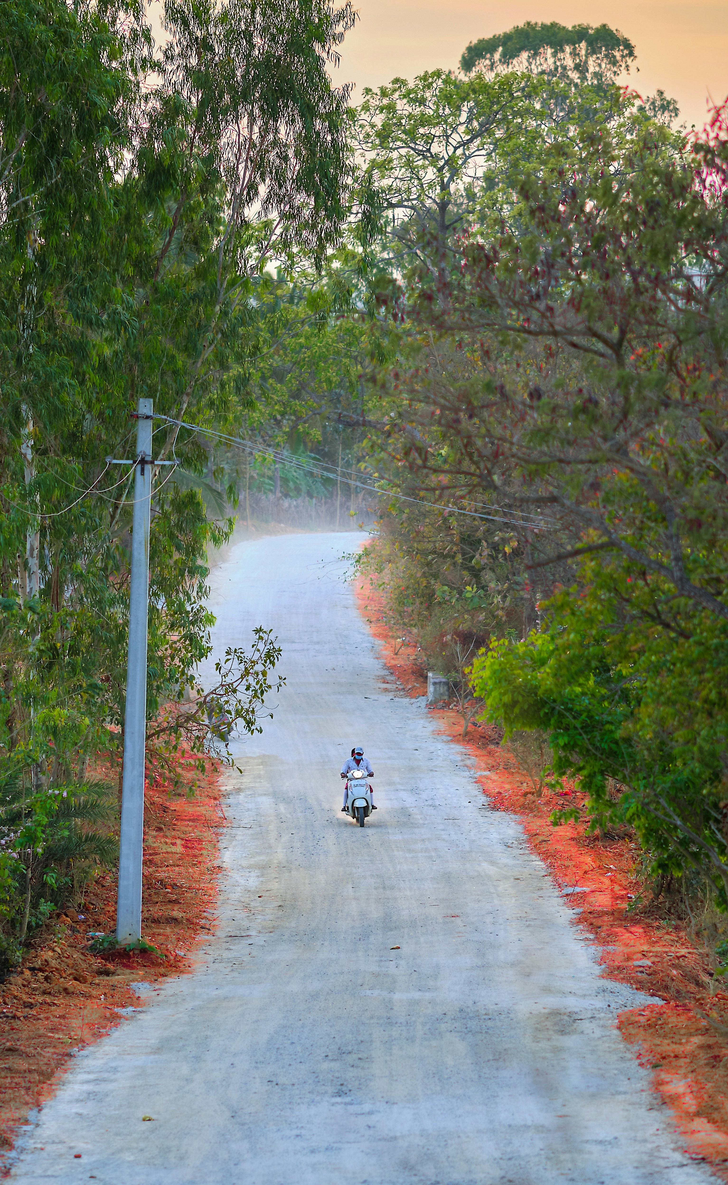 Dust-gray Rural Road: A Lone Scooter Wends Through Verdant Canopy