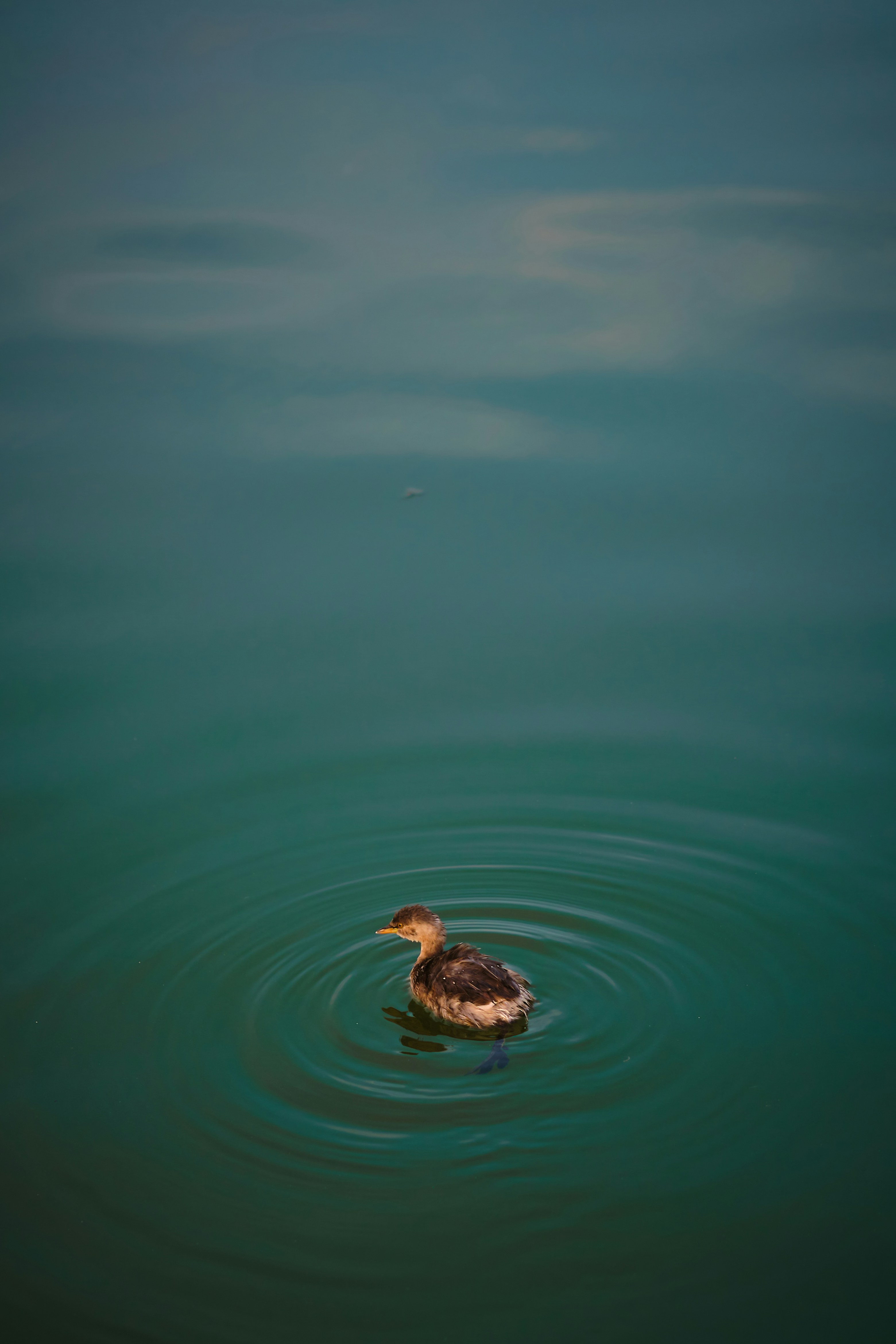 Bird swimming in a lake