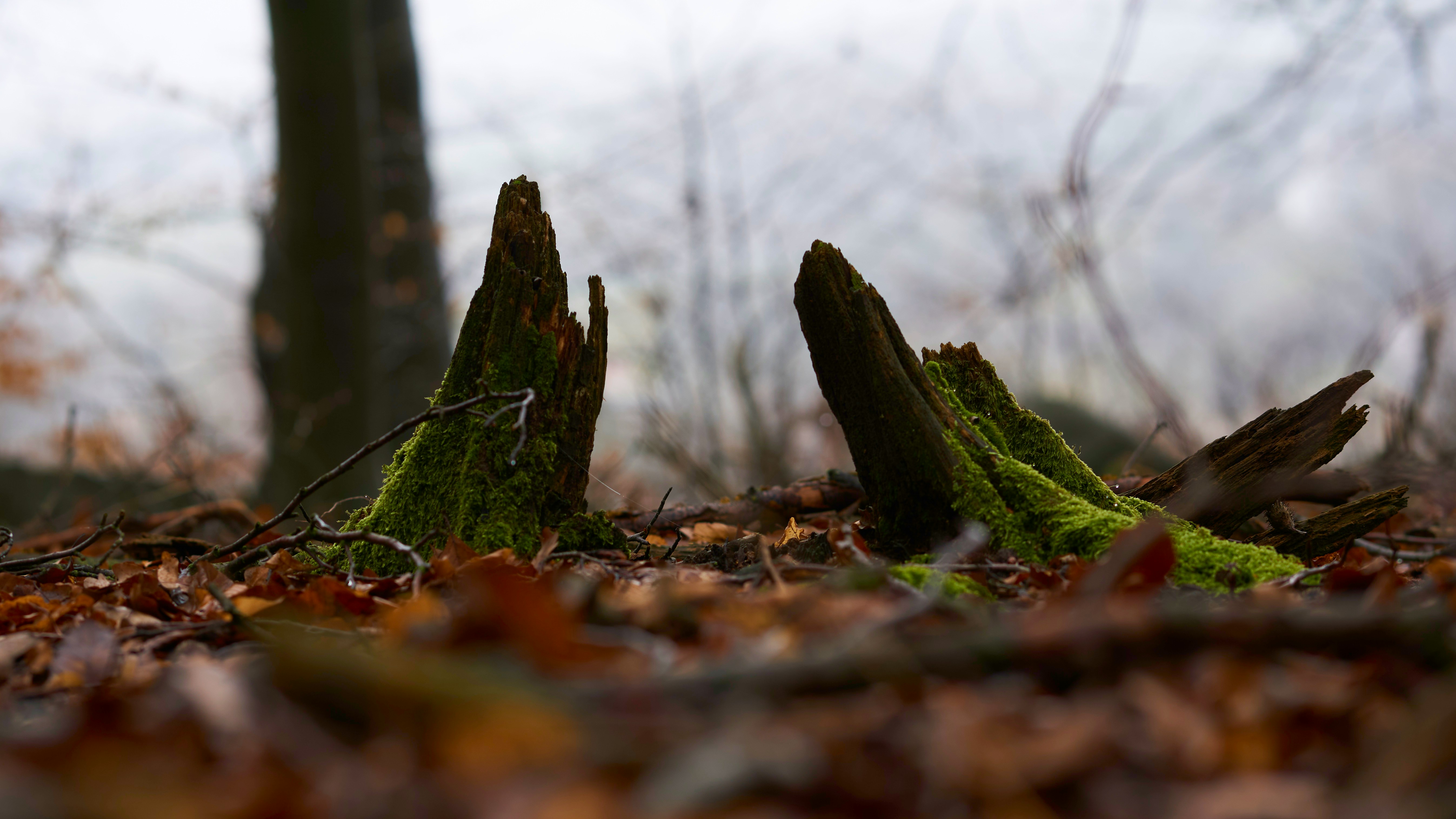 weathered tree stump in autumn from worm's eye view