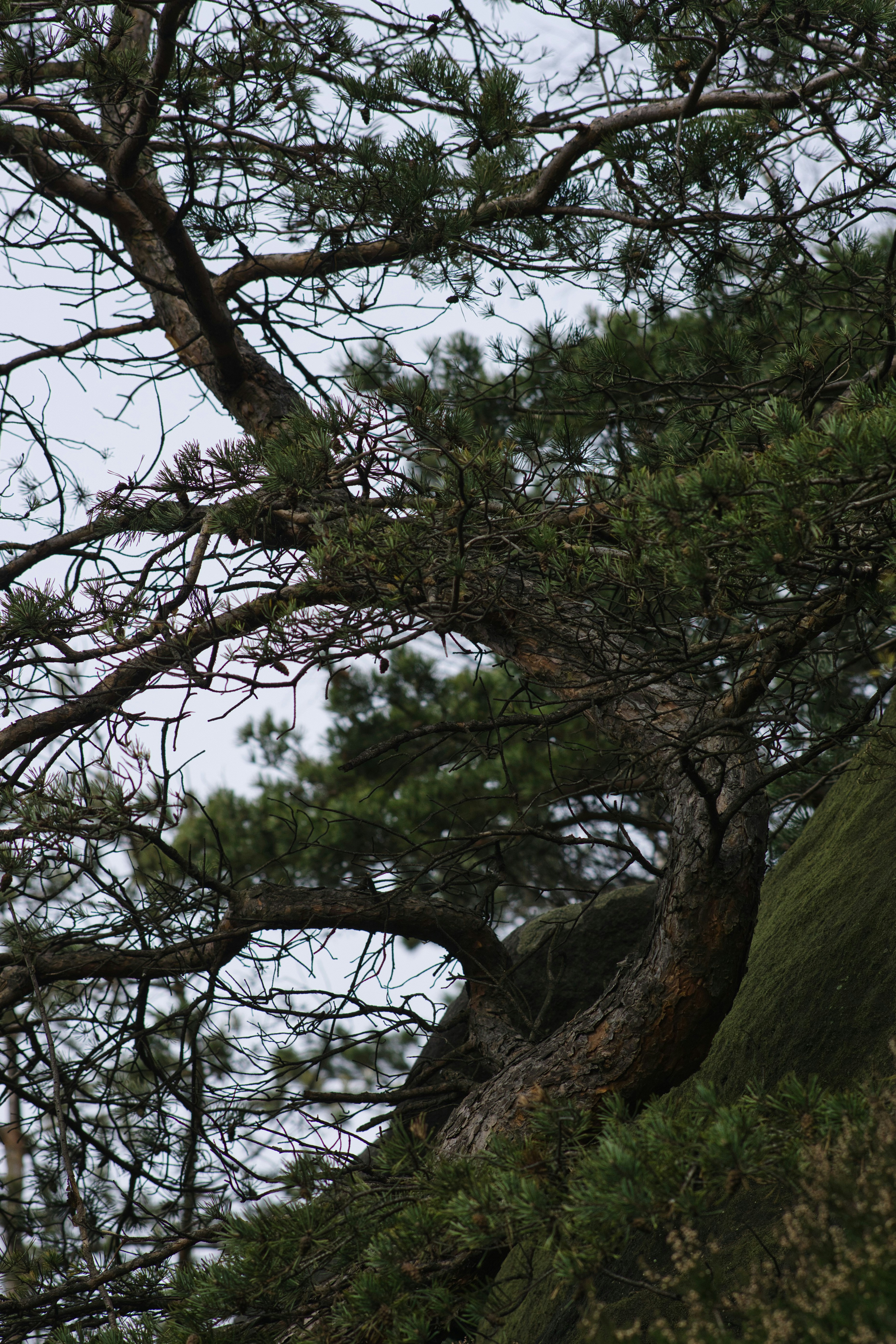 Nature's Resilience: The Twisted Pine