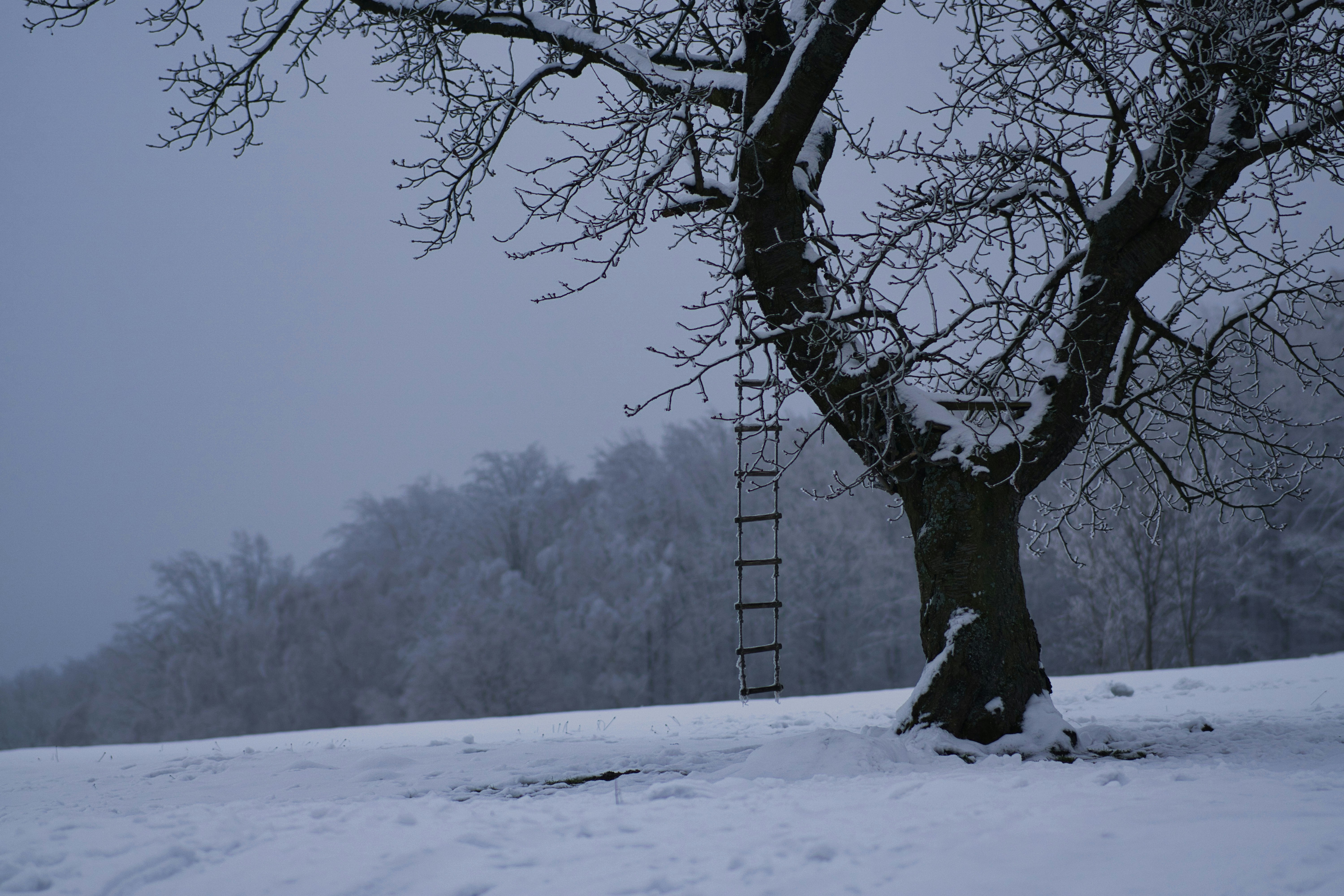 A ladder leaning against a tree in the snow photo – Free Wallpaper ...
