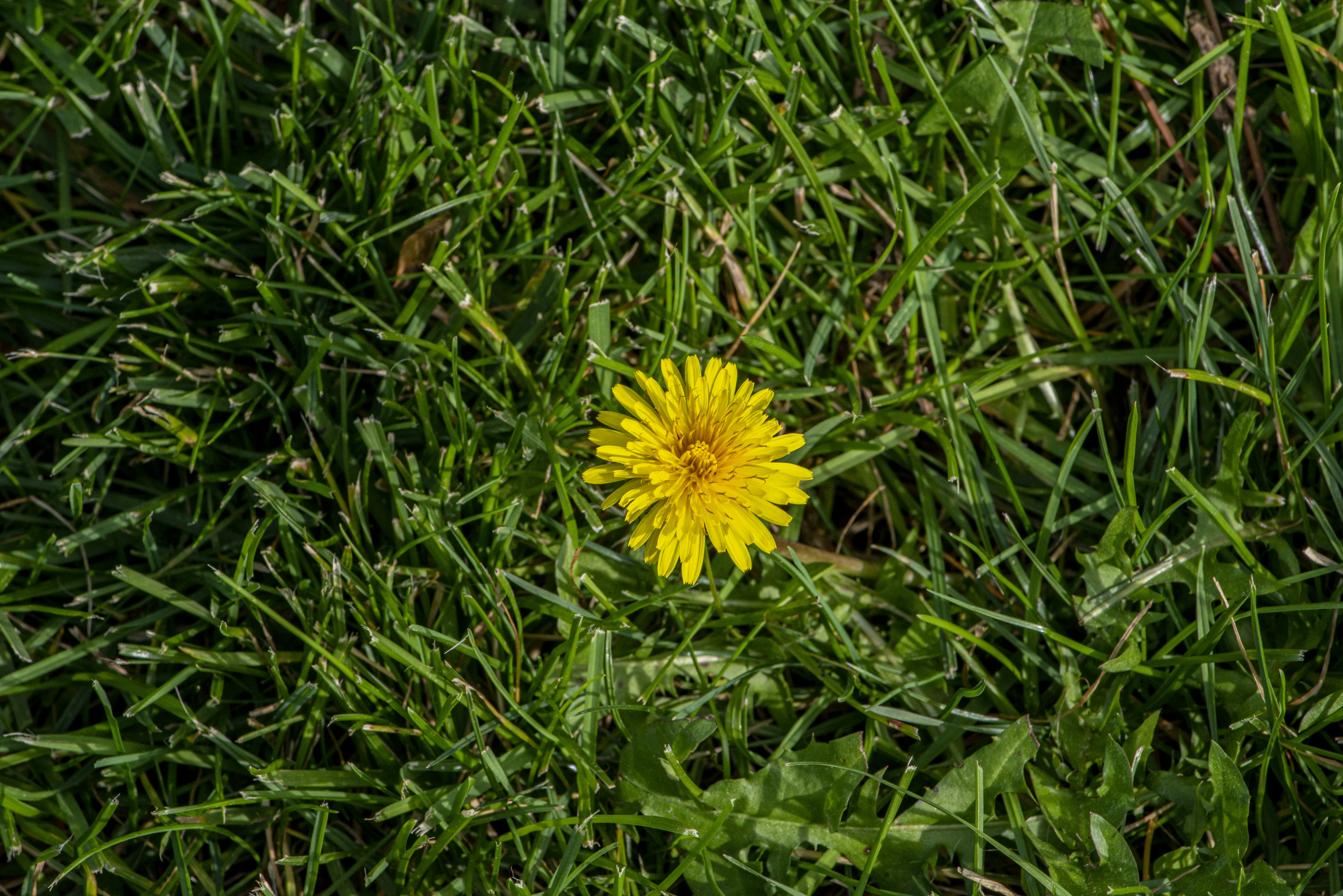 Golden Dandelion Crown in a Quiet Meadow