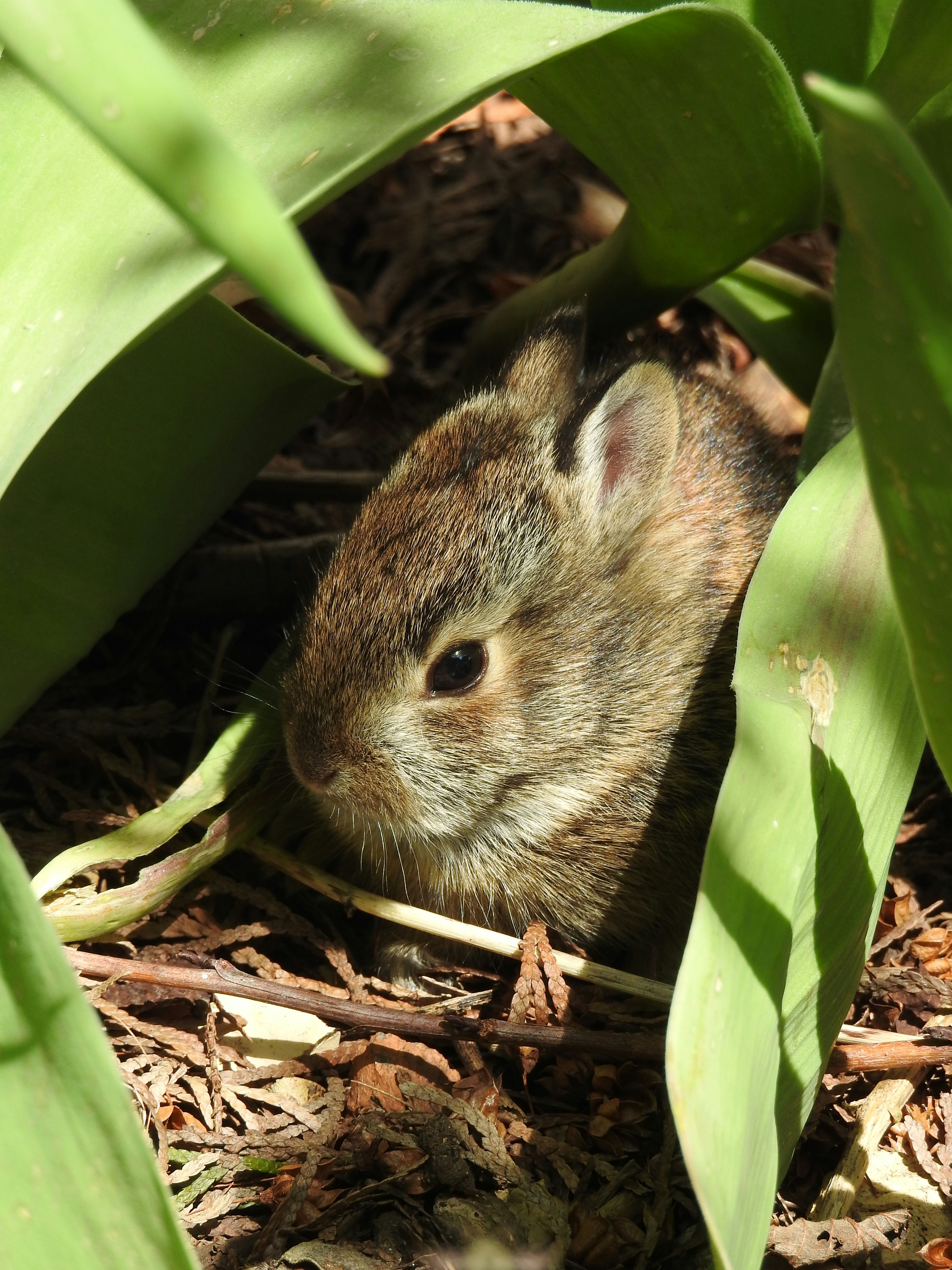 Hidden Serenity: The Quiet Life of a Young Rabbit