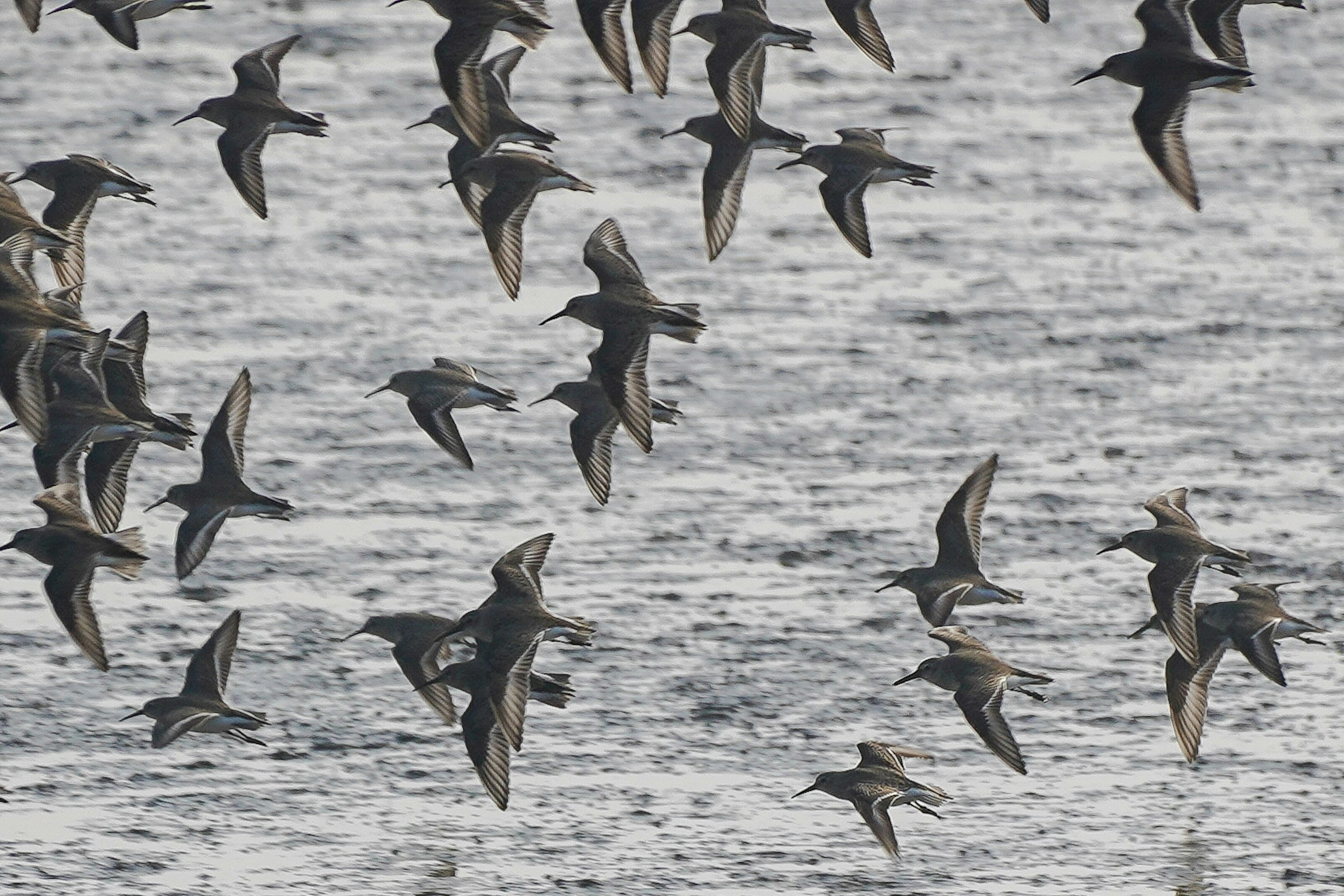 Flock Of Birds Flying Pictures | Download Free Images on Unsplash