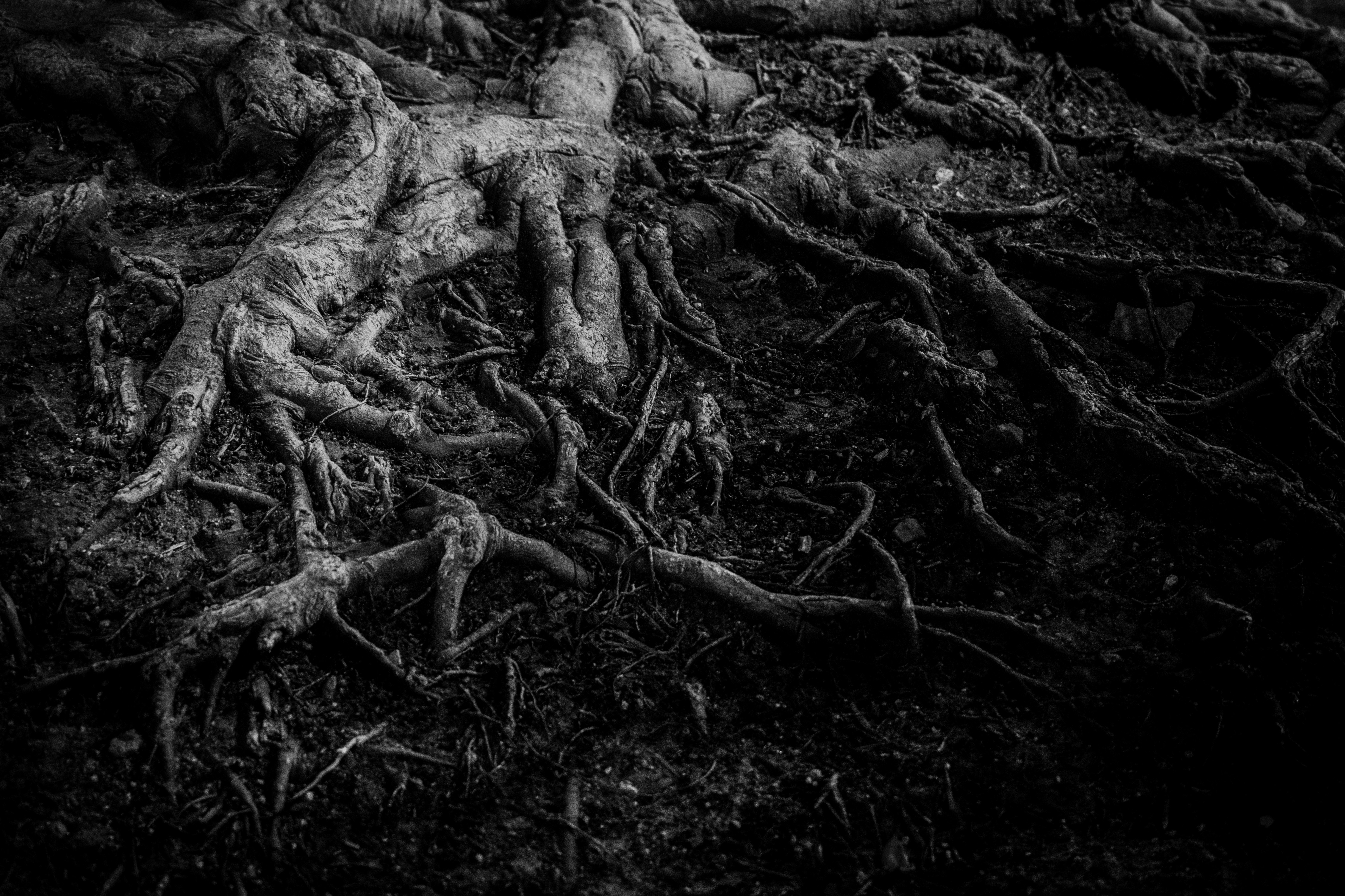 A black and white photo of the roots of a tree photo – Free Person ...