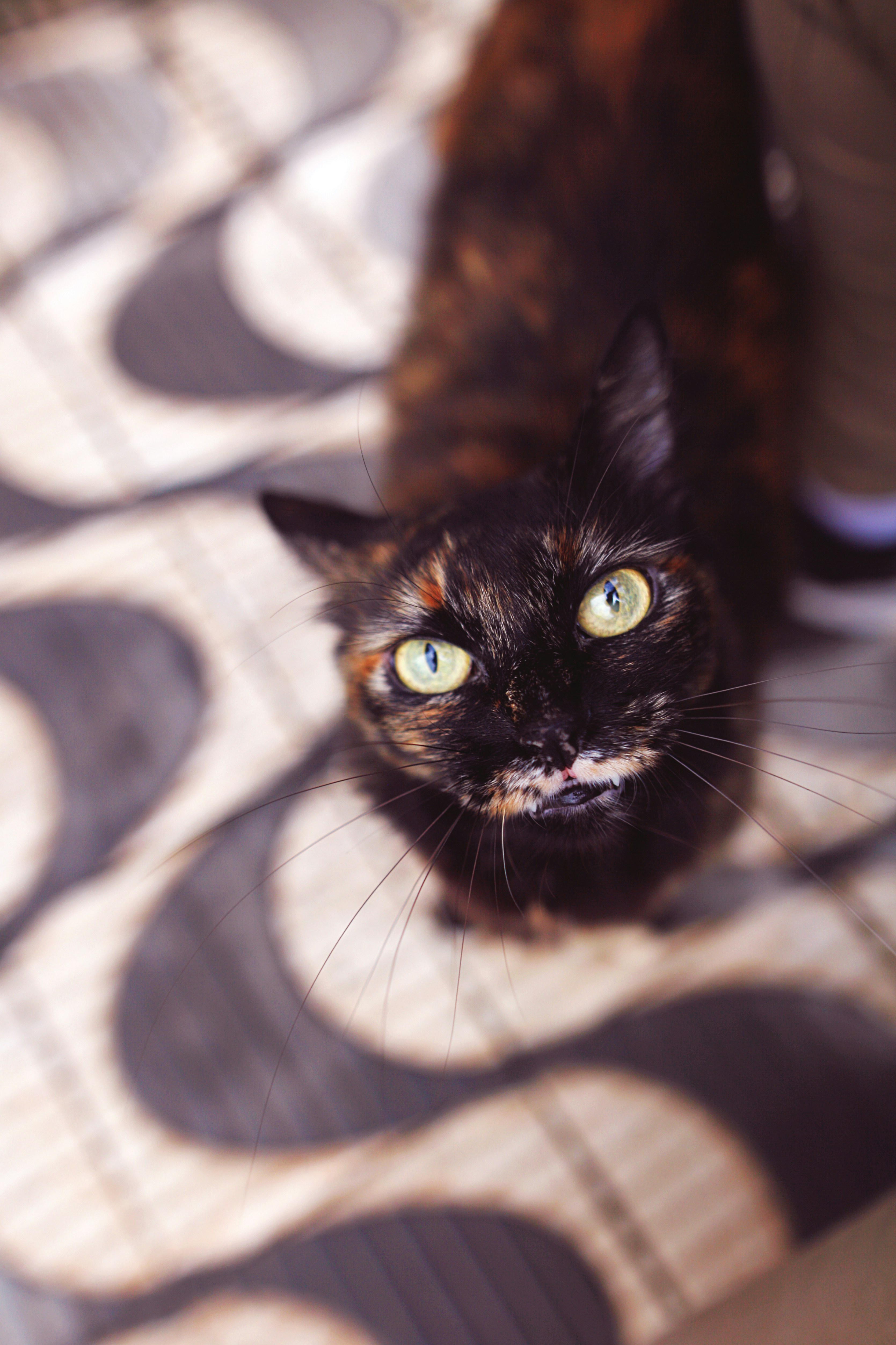 a close up of a cat on a rug