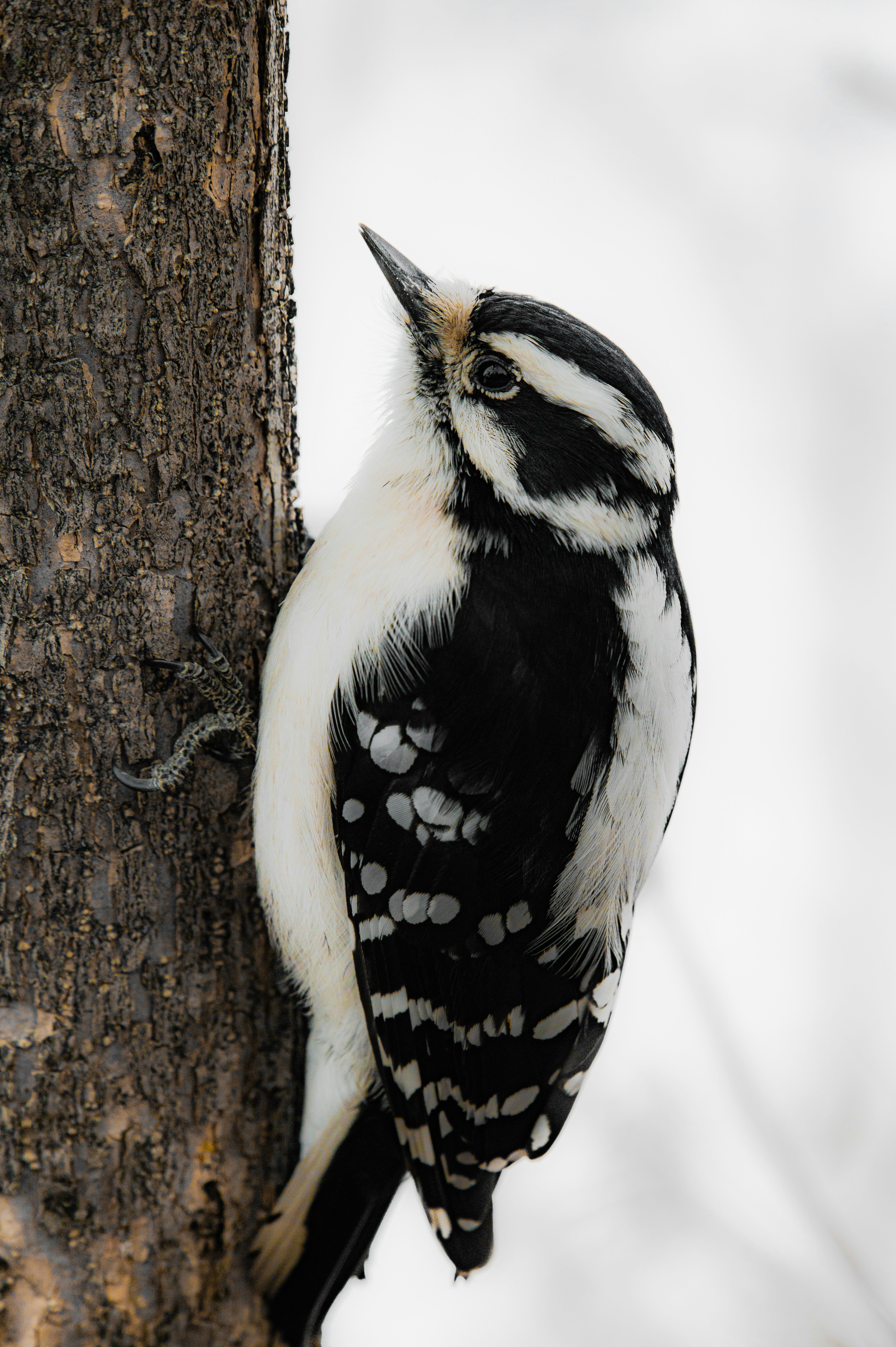 A woodpecker clings to a tree trunk, showcasing its striking black and white plumage against a soft, blurred background. The bird's posture highlights its keen observation.