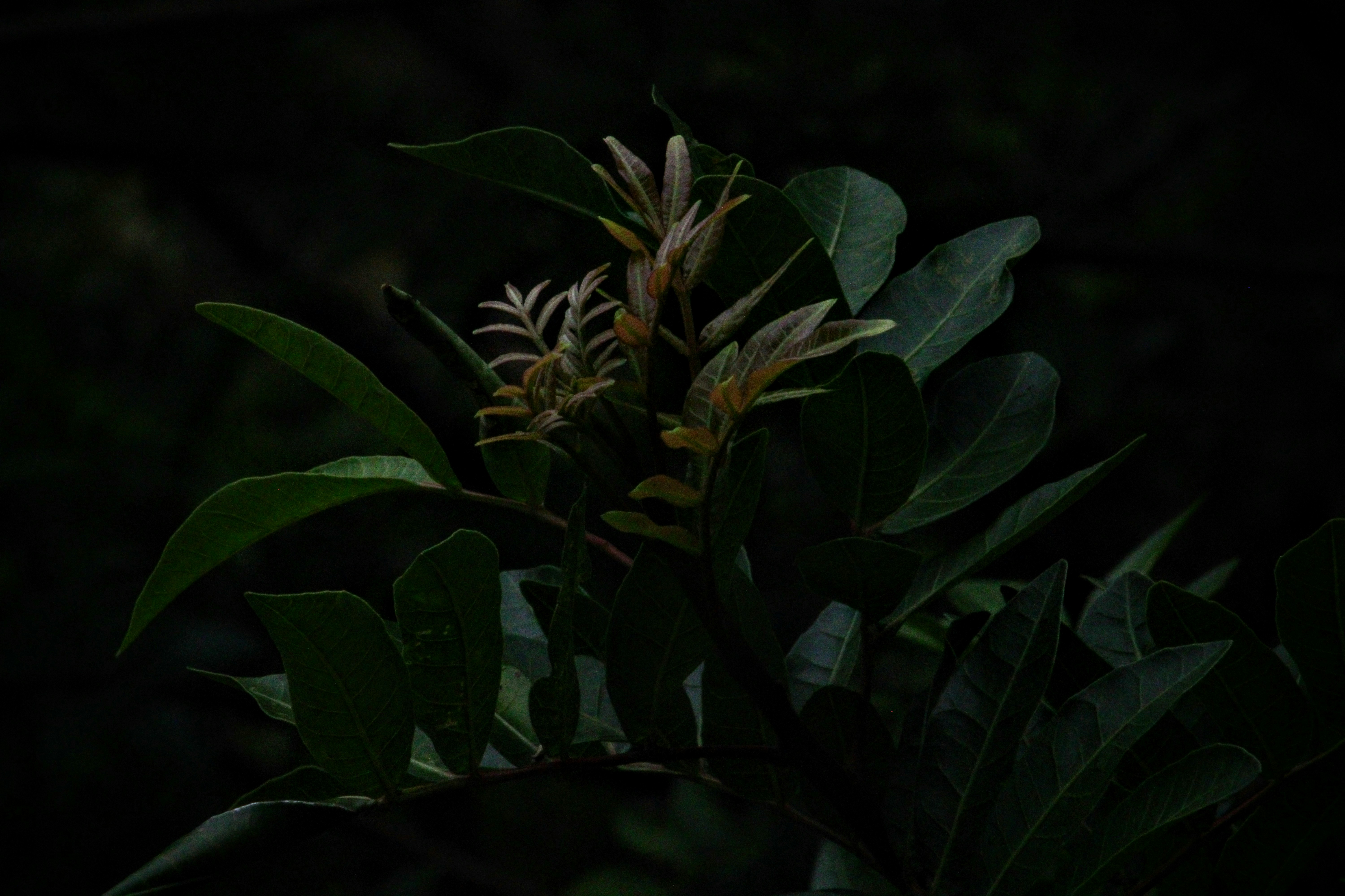 Shadowed Bloom: A Subtle Leaf Cluster in Night Light