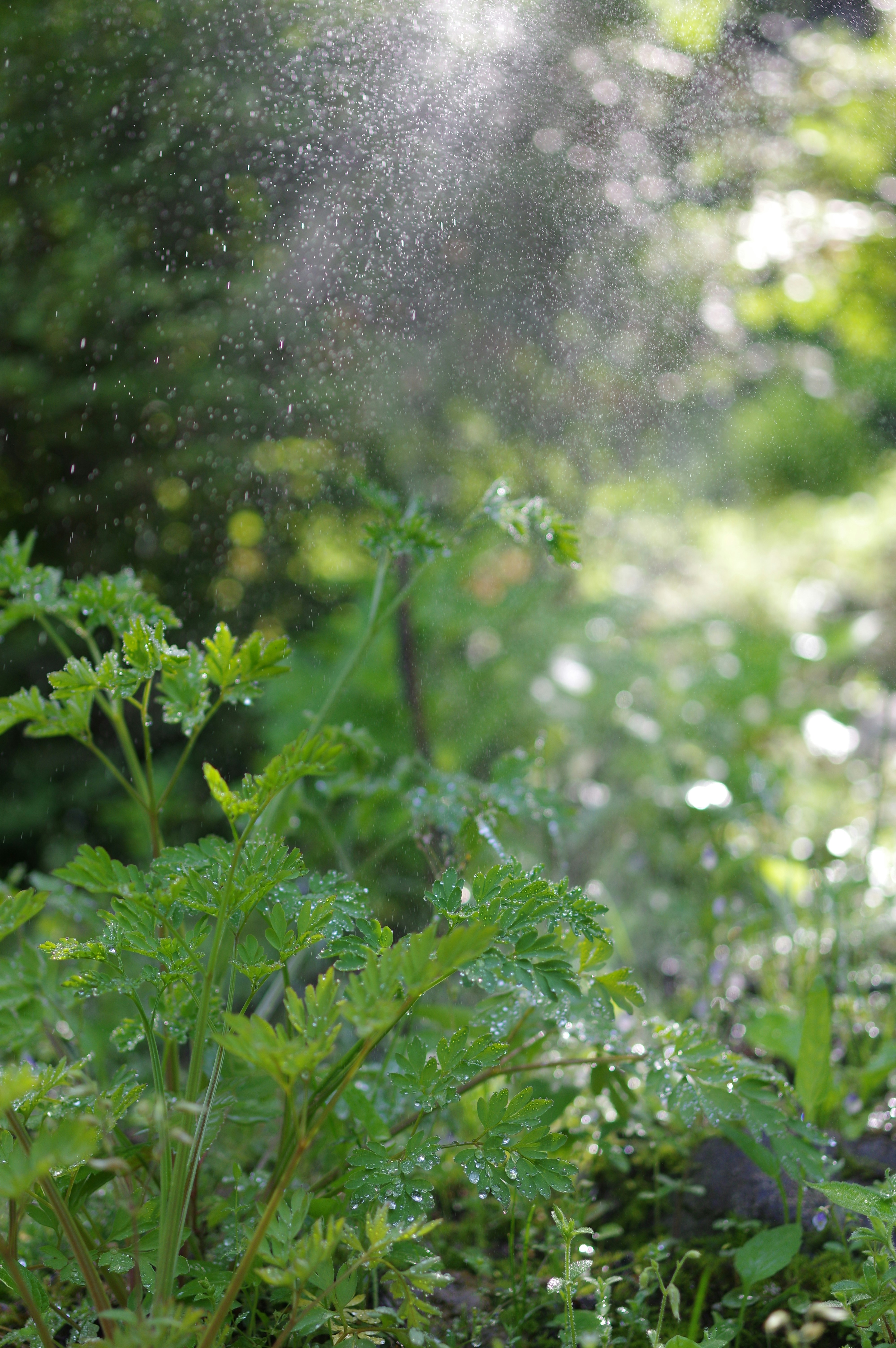 A sprinkle is spraying water on a plant photo – Free Seoul Image on ...