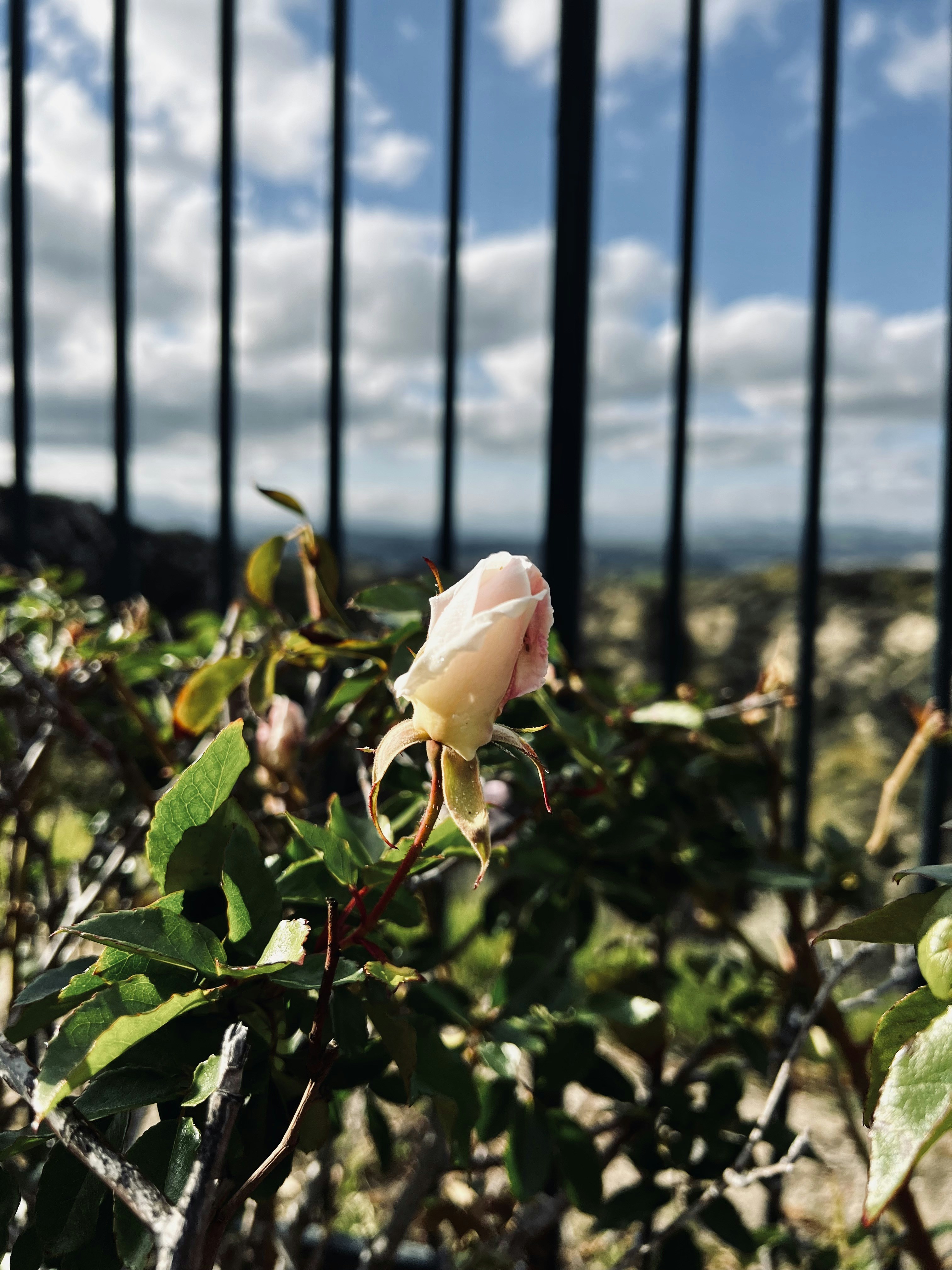 Solitary Pink Rosebud Framed by Rails Under a Blue Sky