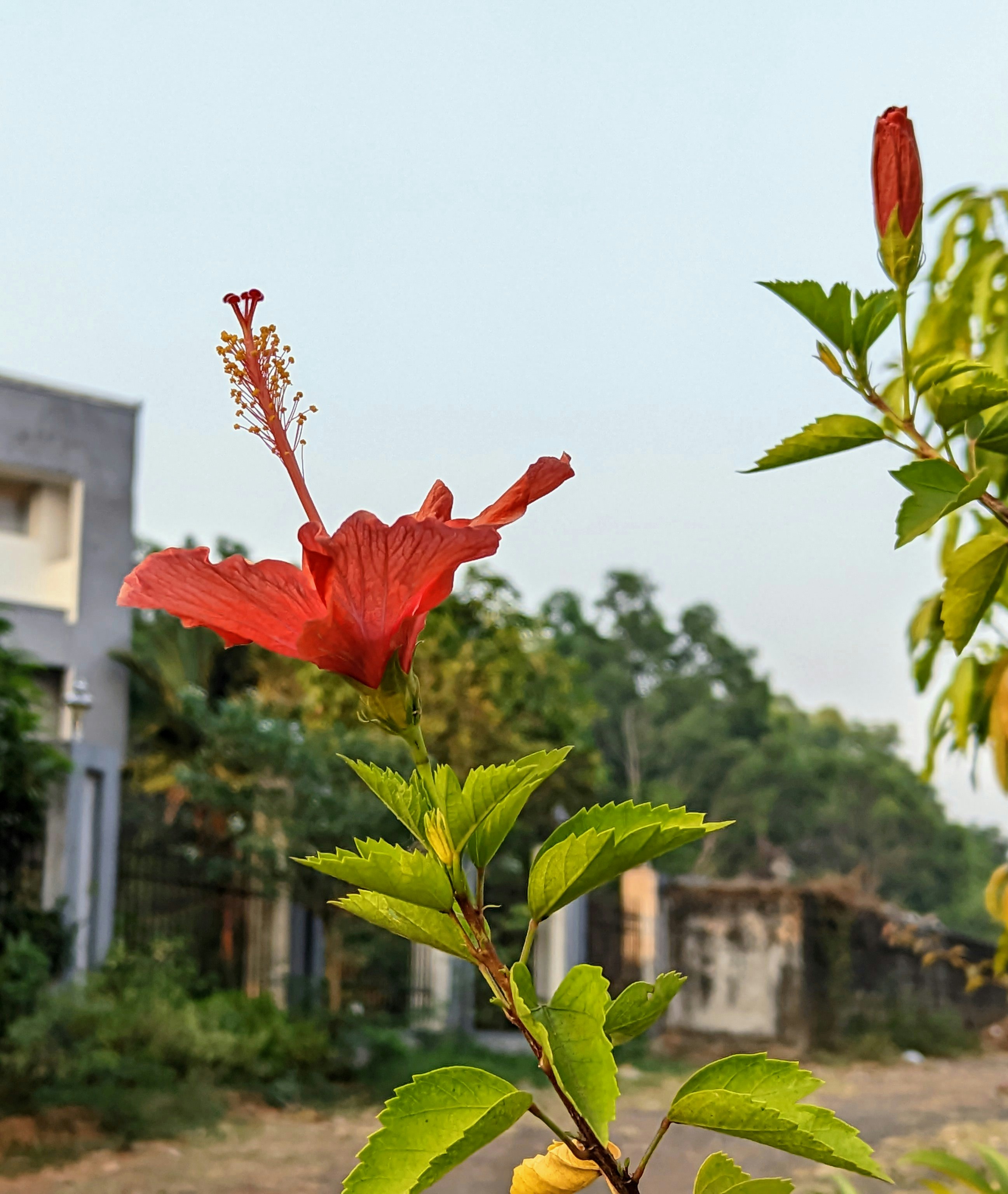 a red flower with green leaves in front of a building