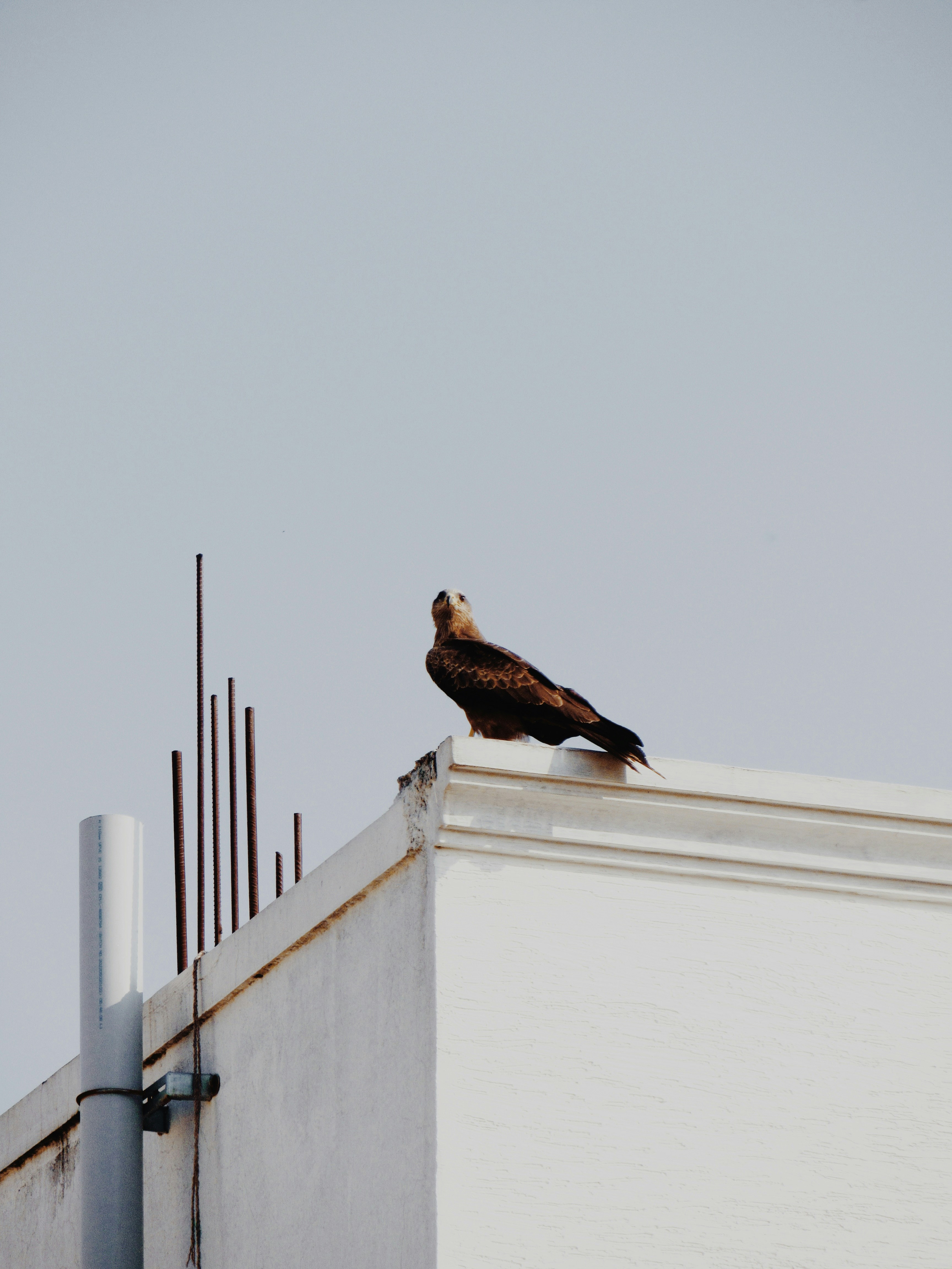 An eagle in the sunset