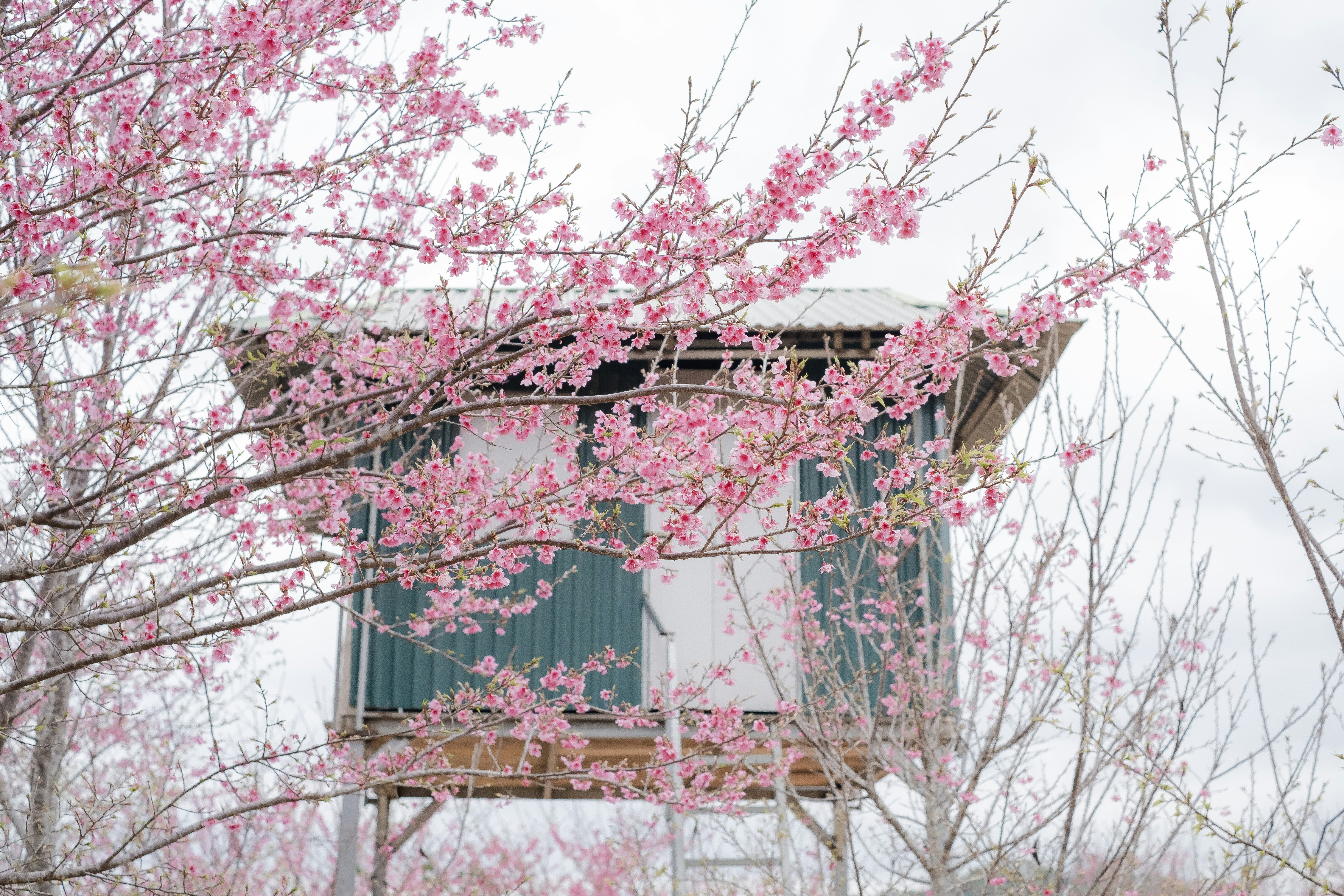 a tree with pink flowers in front of a building