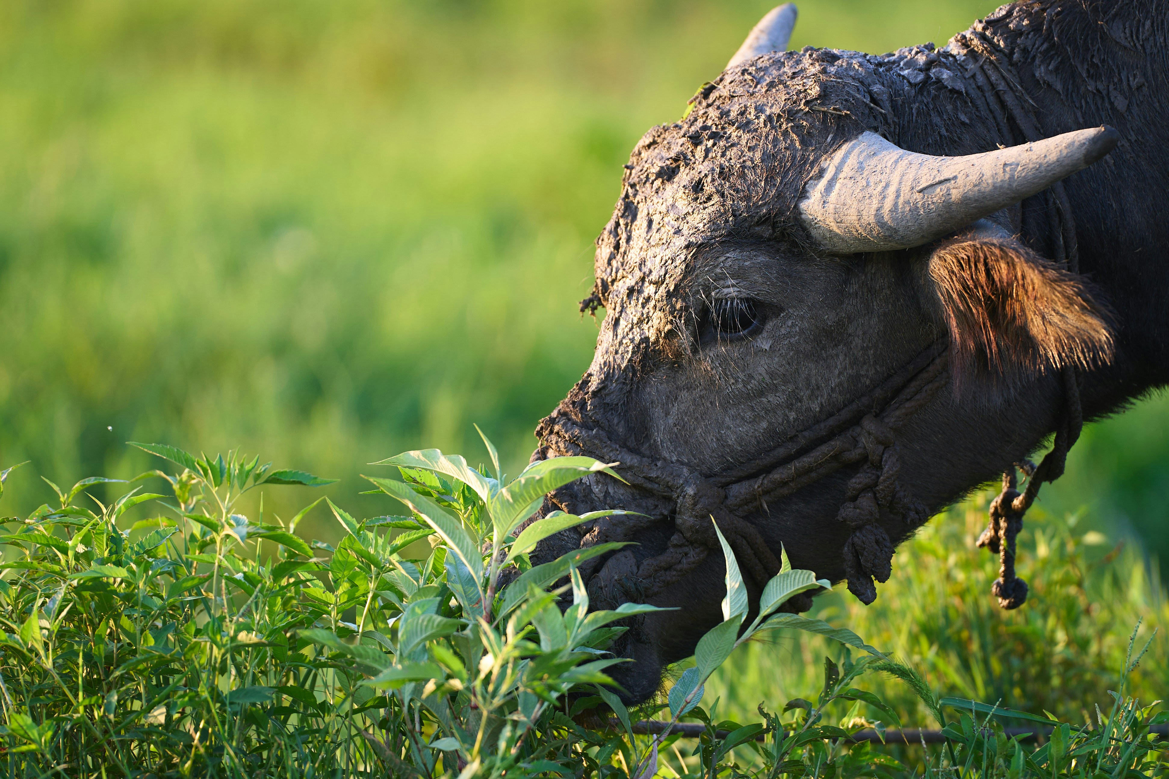 Golden Hour Grazing: A Buffalo's Quiet Focus