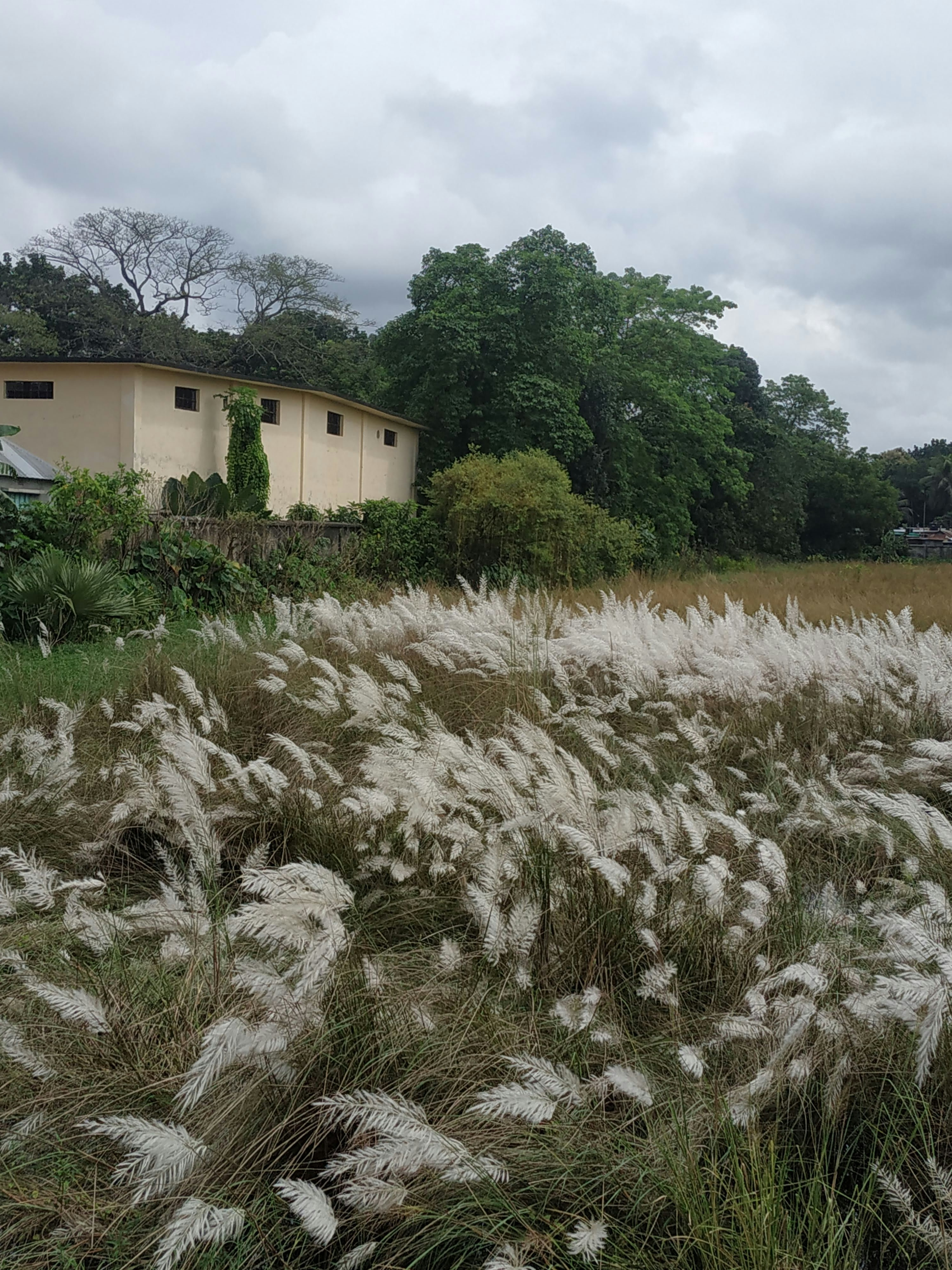 a field of grass with a house in the background