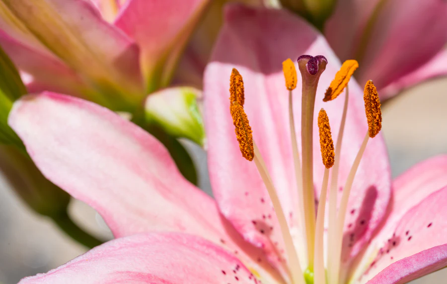 Close-up of a pink lily flower with bright orange stamens and soft blurred petals in the background.