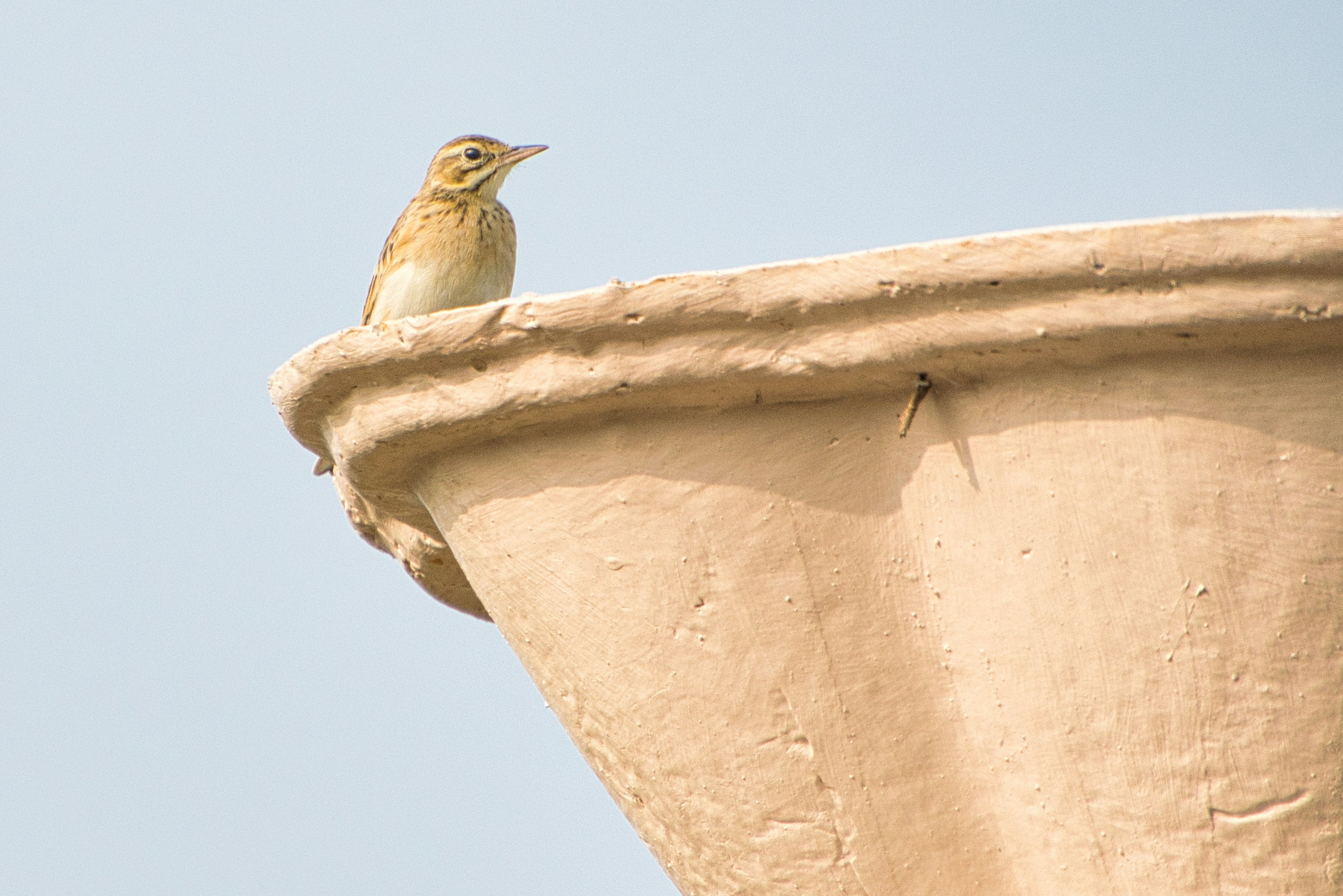 Paddy field pipit siting on a earthern pot and surveying the scene. Close up photo of this unsuspecting bird