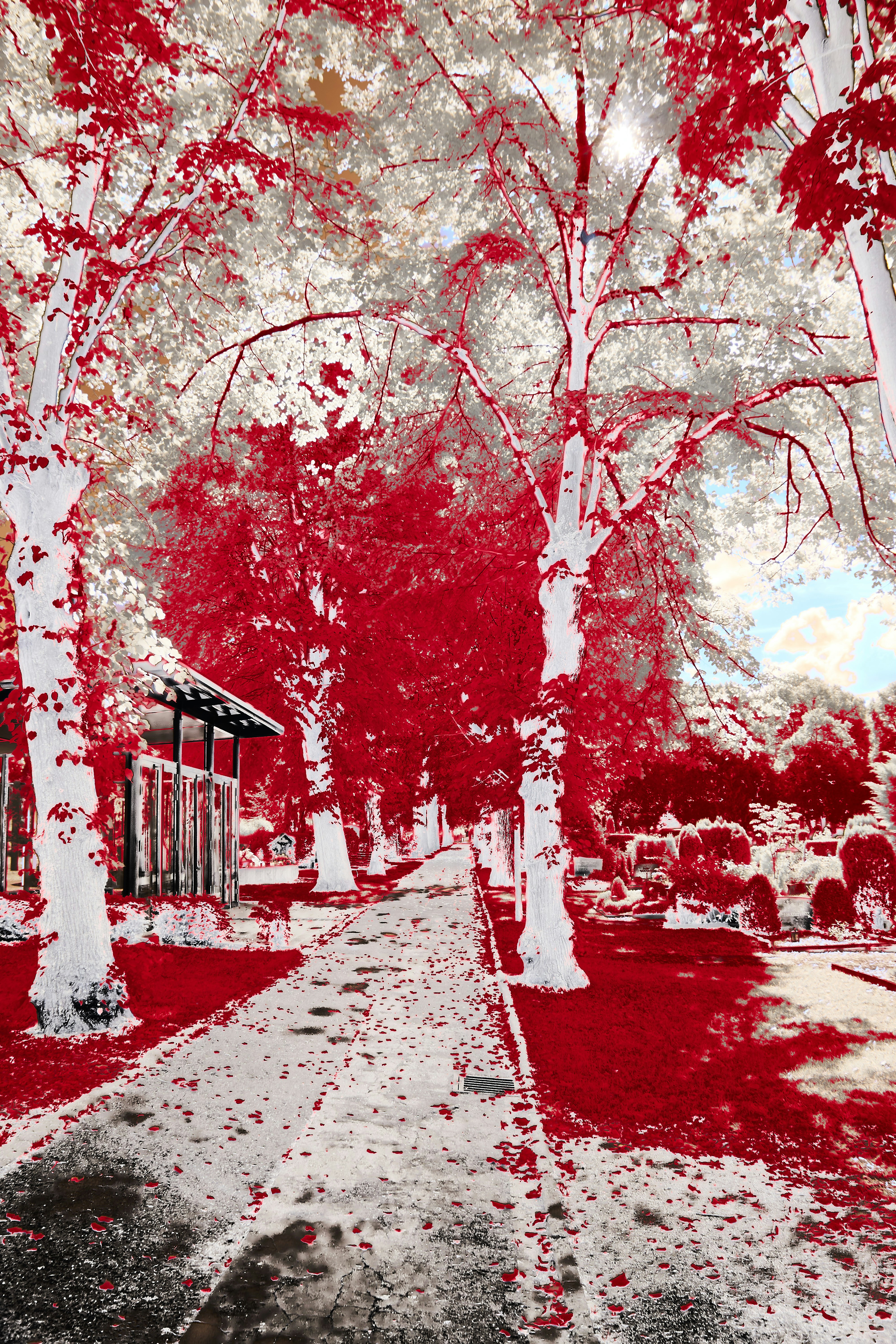 Une photo rouge et blanche d’un parc arboré photo – Photo L'automne ...