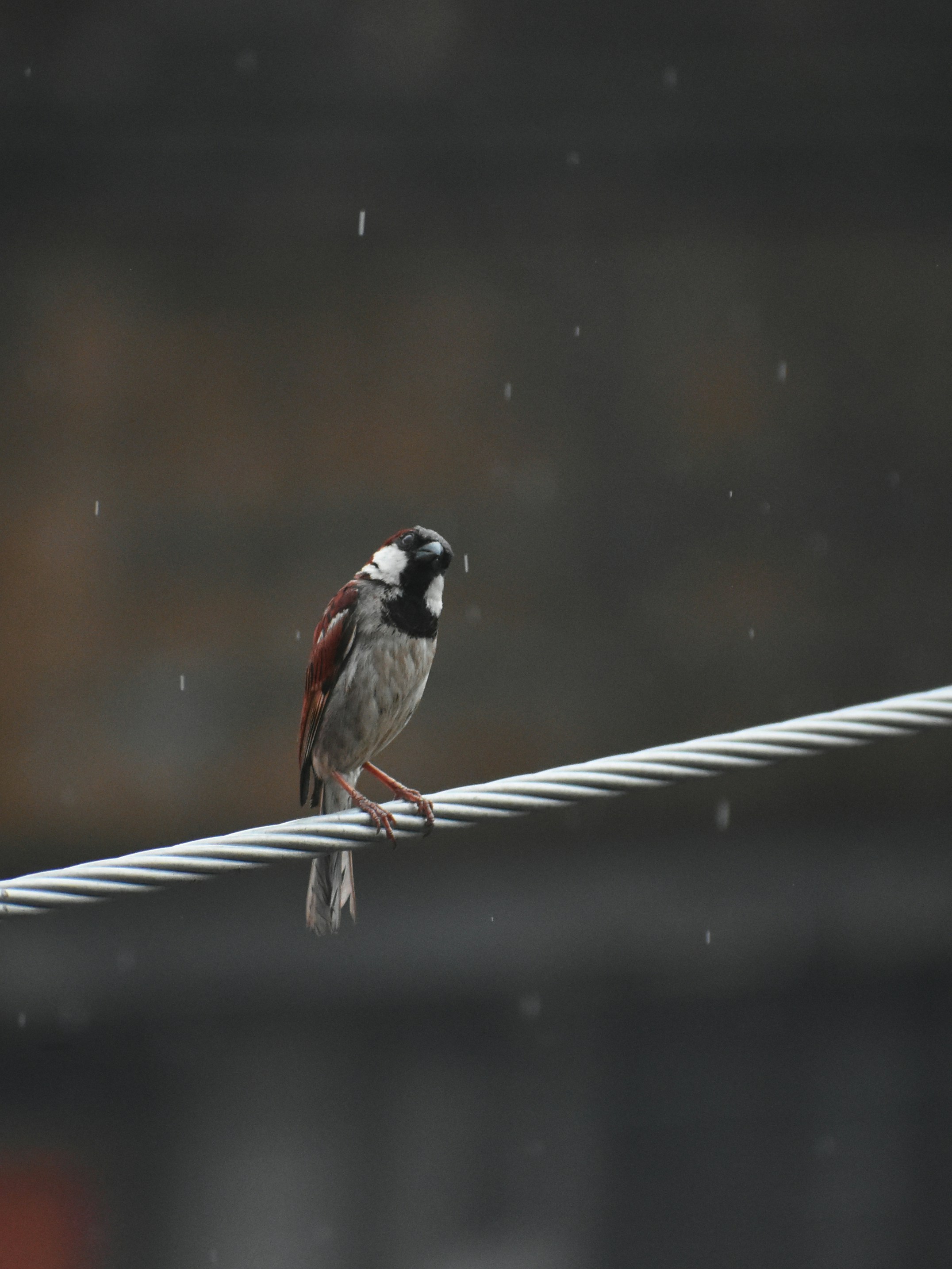 Rain-Soaked Sparrow on a Steel Cable