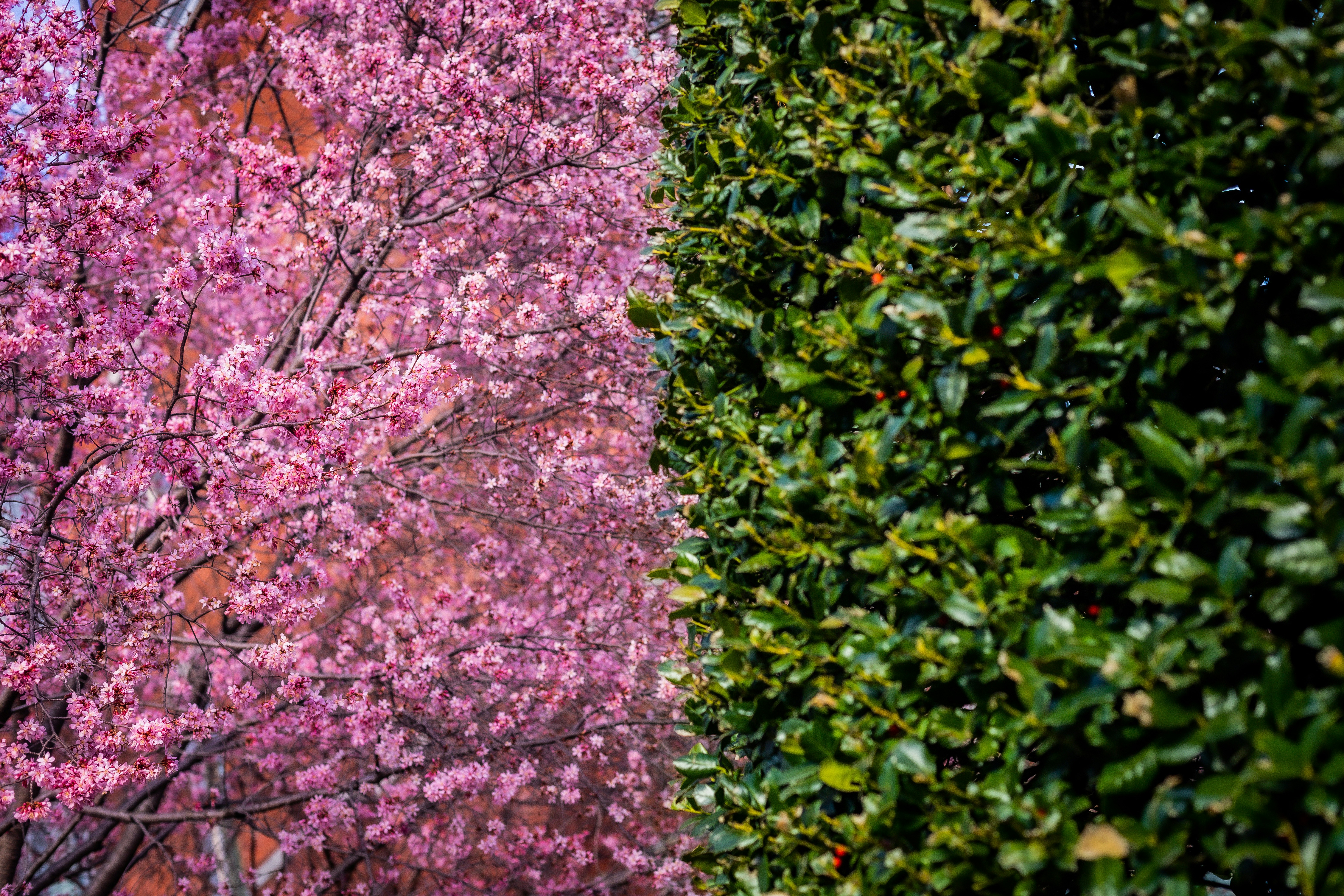 Borderline Bloom: Pink Blossoms Against a Velvet Green Hedge