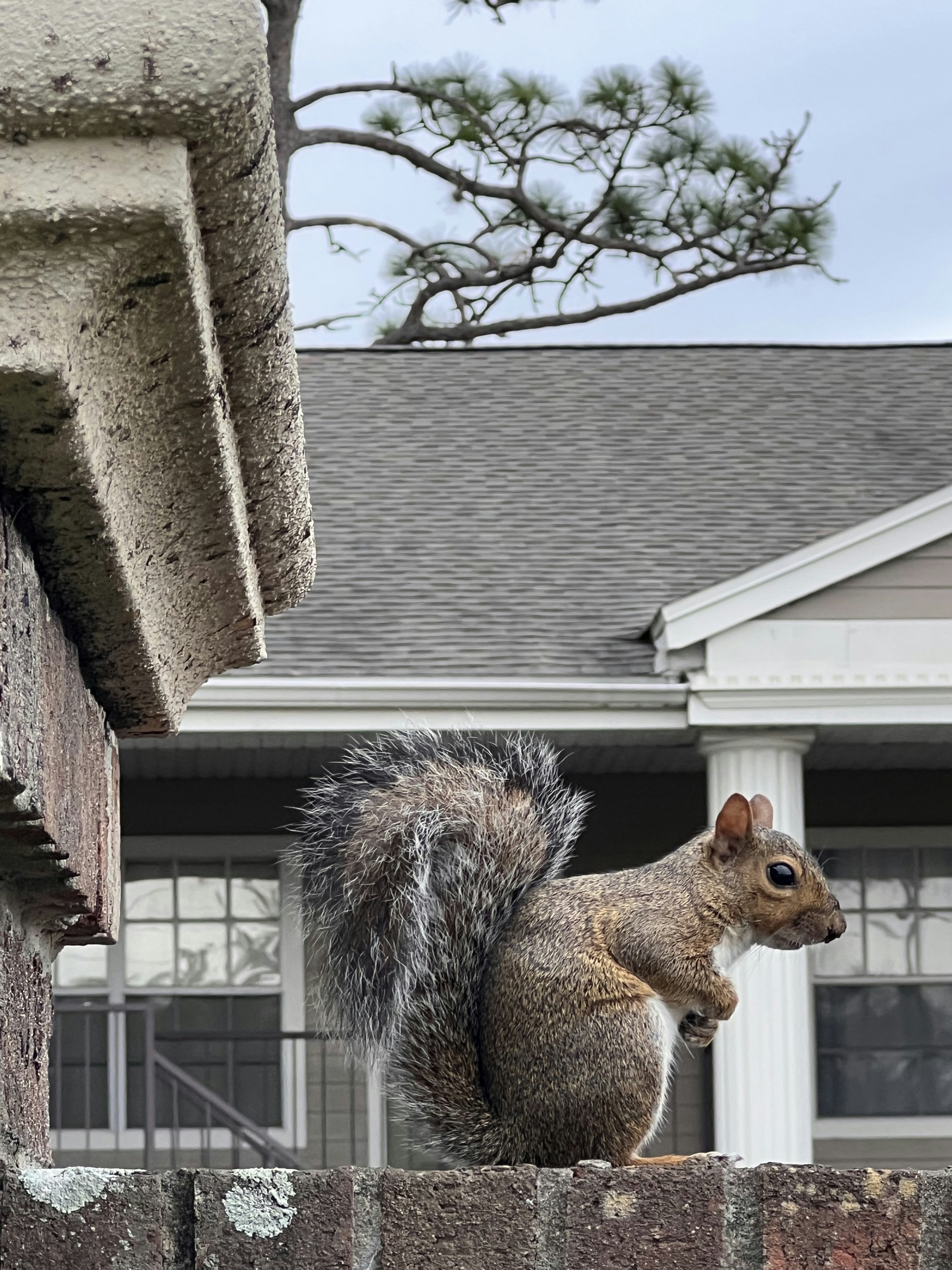 Curious Squirrel Perches on a Weathered Brick Wall Under a Quiet Suburban Porch