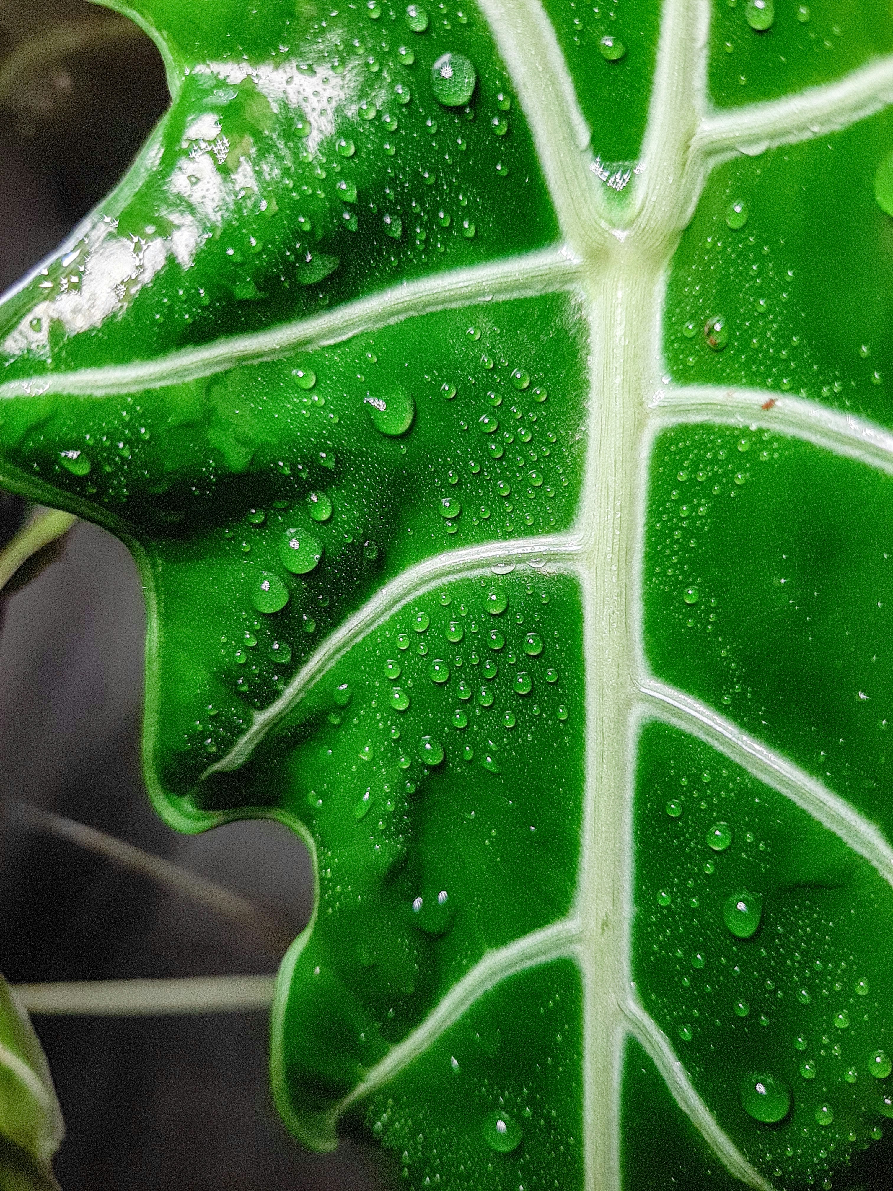Dew-kissed Verdant Vein: A Macro Leaf in Focus