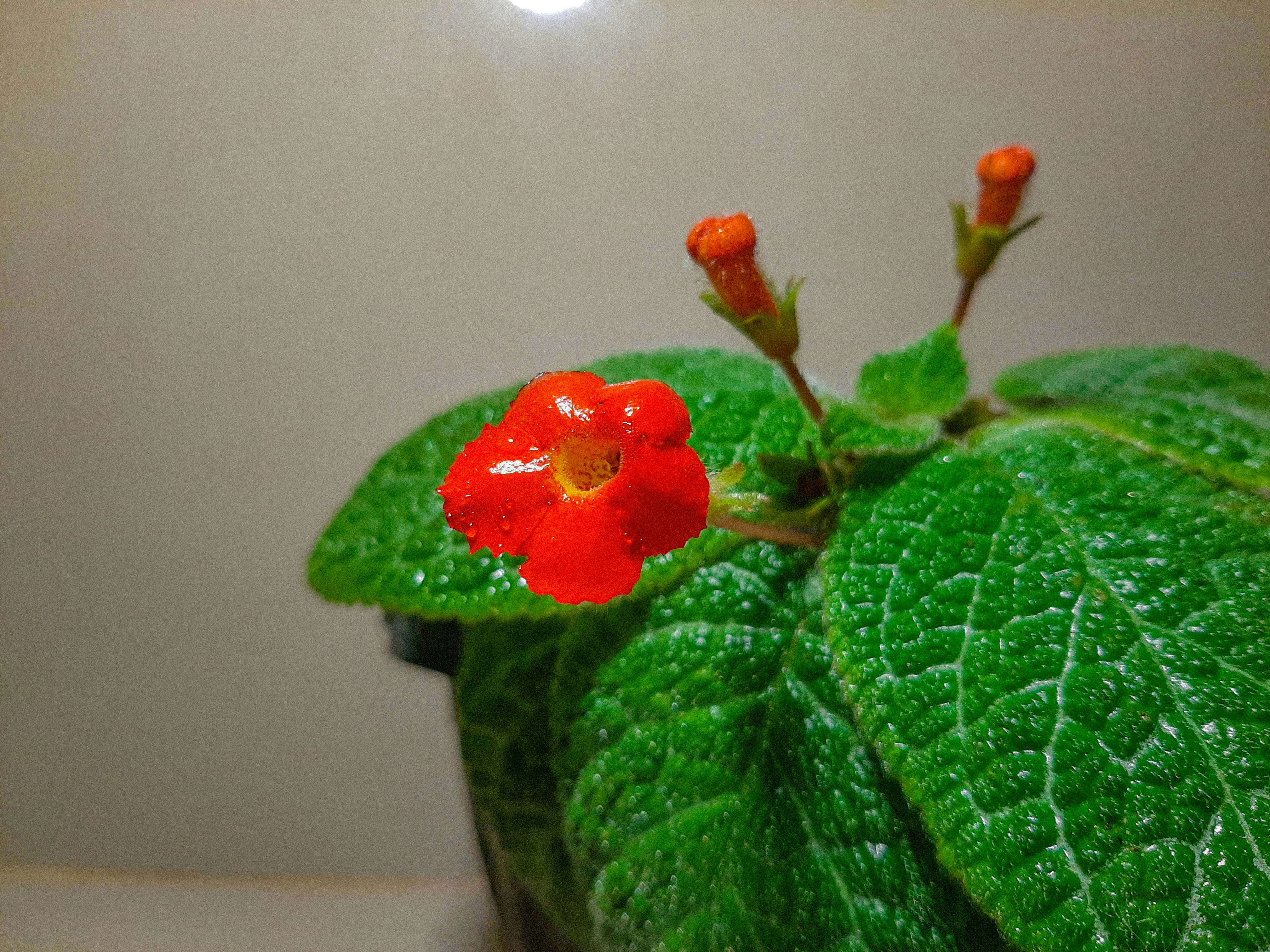Bright red flower emerging from textured green leaves, showcasing the beauty of nature in a close-up view.