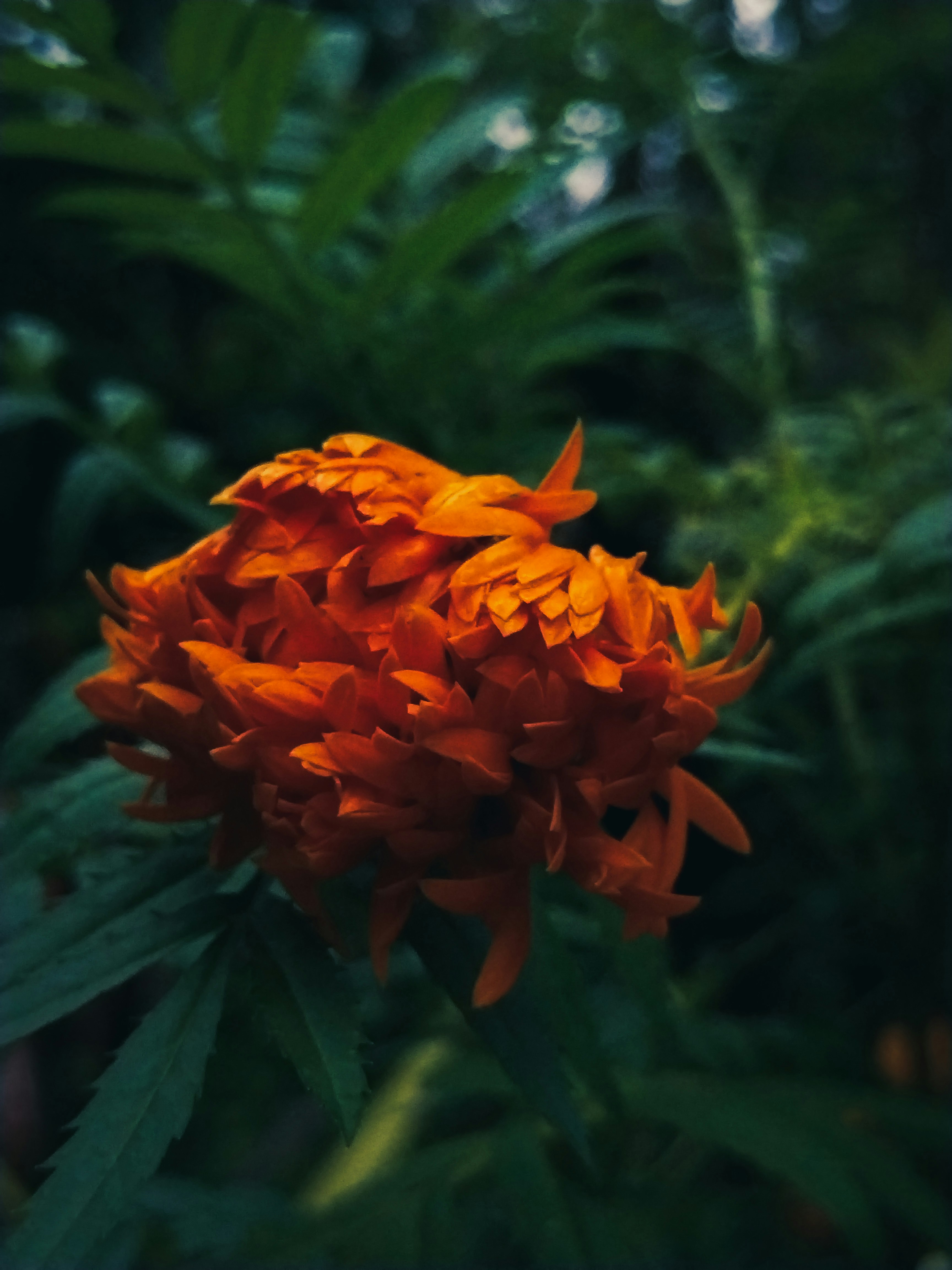 Sample photo from Honor X8