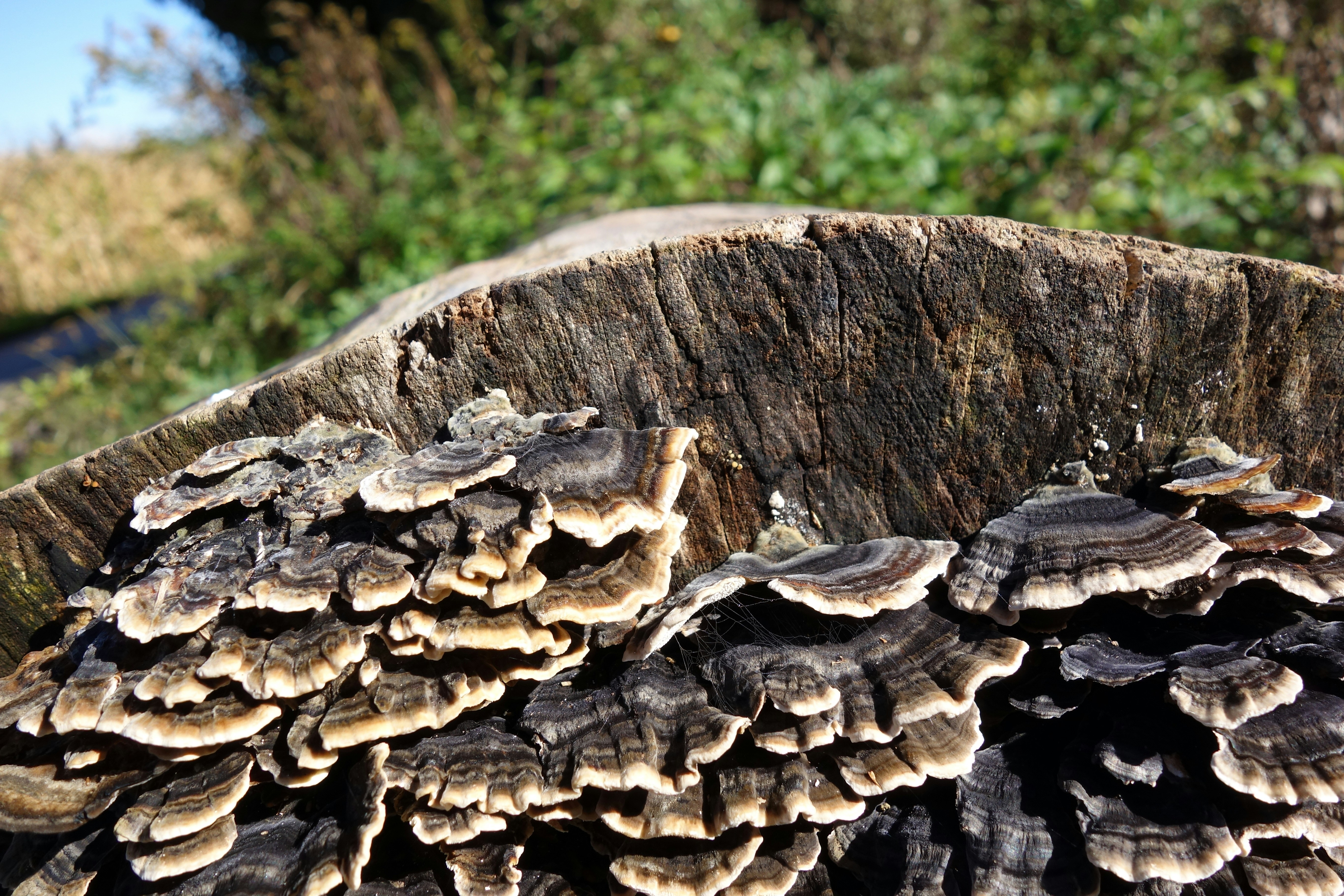 a group of mushrooms growing on a tree stump