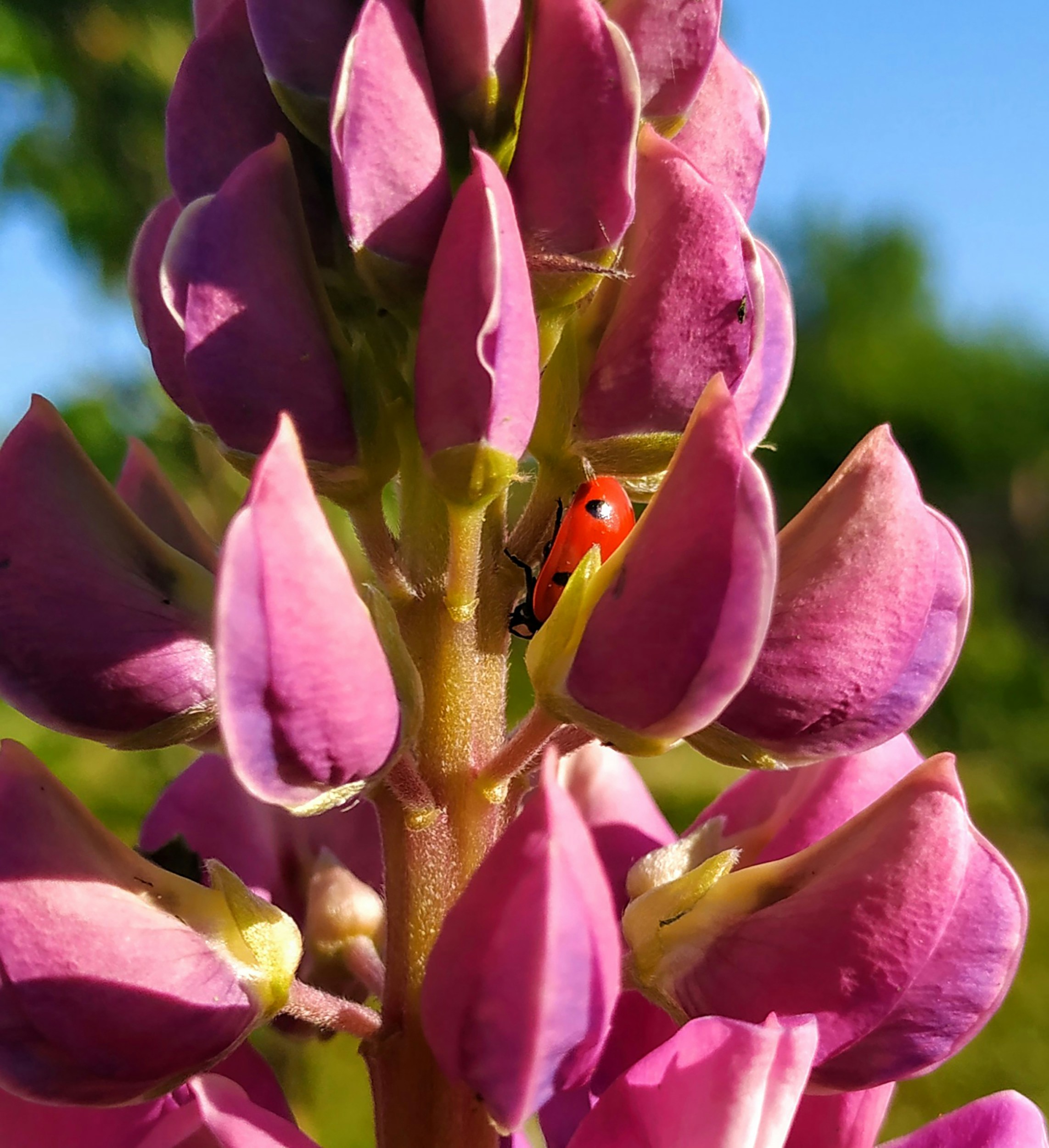 a lady bug sitting on top of a purple flower