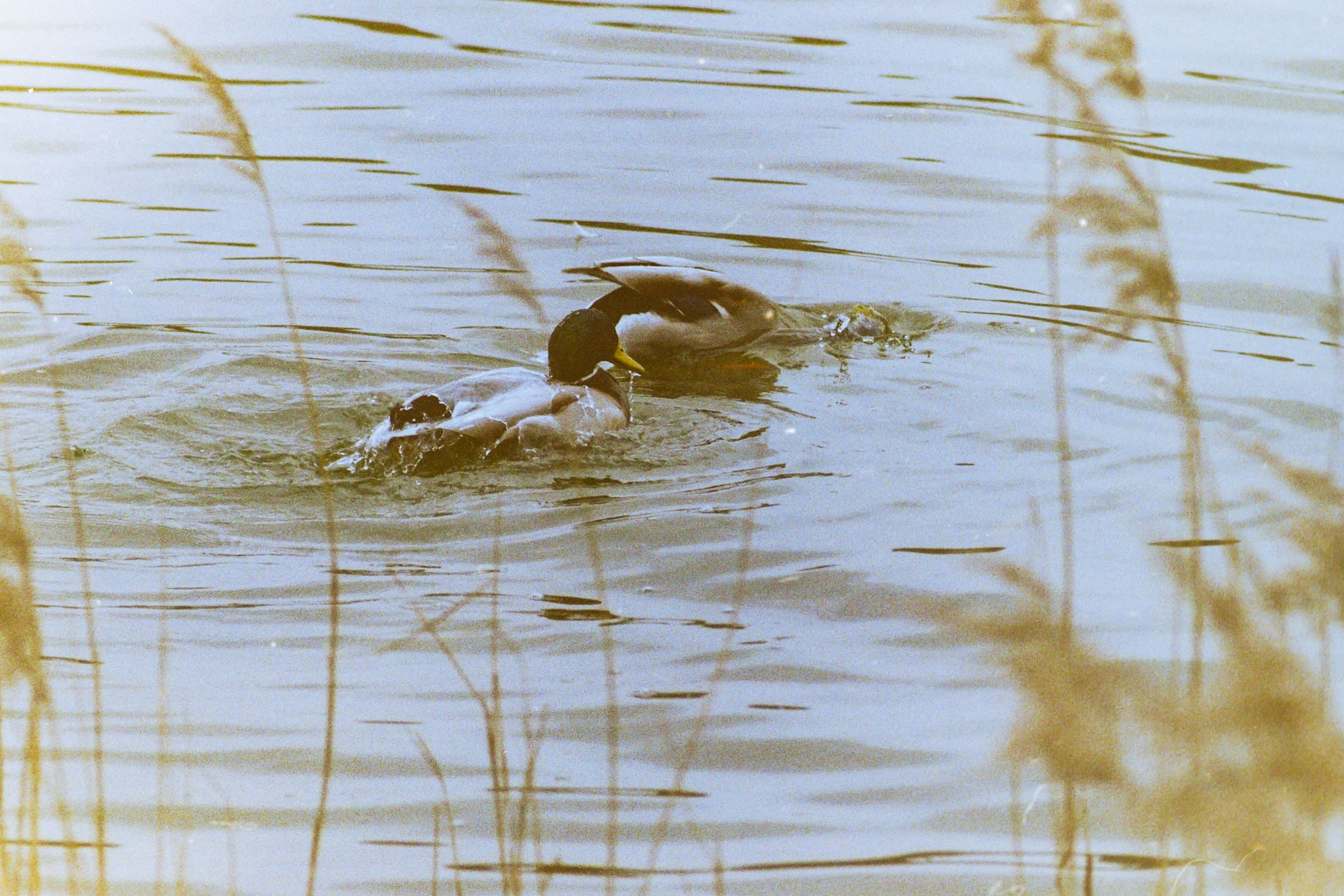 A duck glides across calm water among tall reeds at dawn, captured in warm vintage tones.