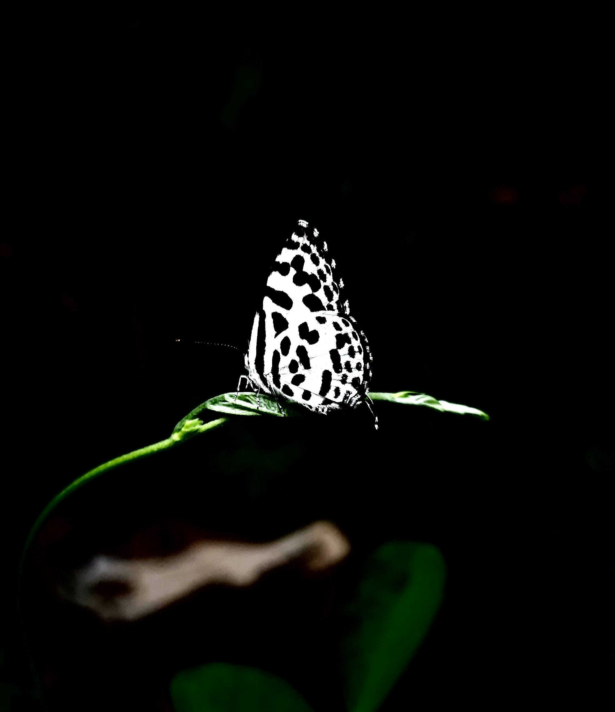 Sraboni Panday (@sraboni21) | Unsplash Photo Community