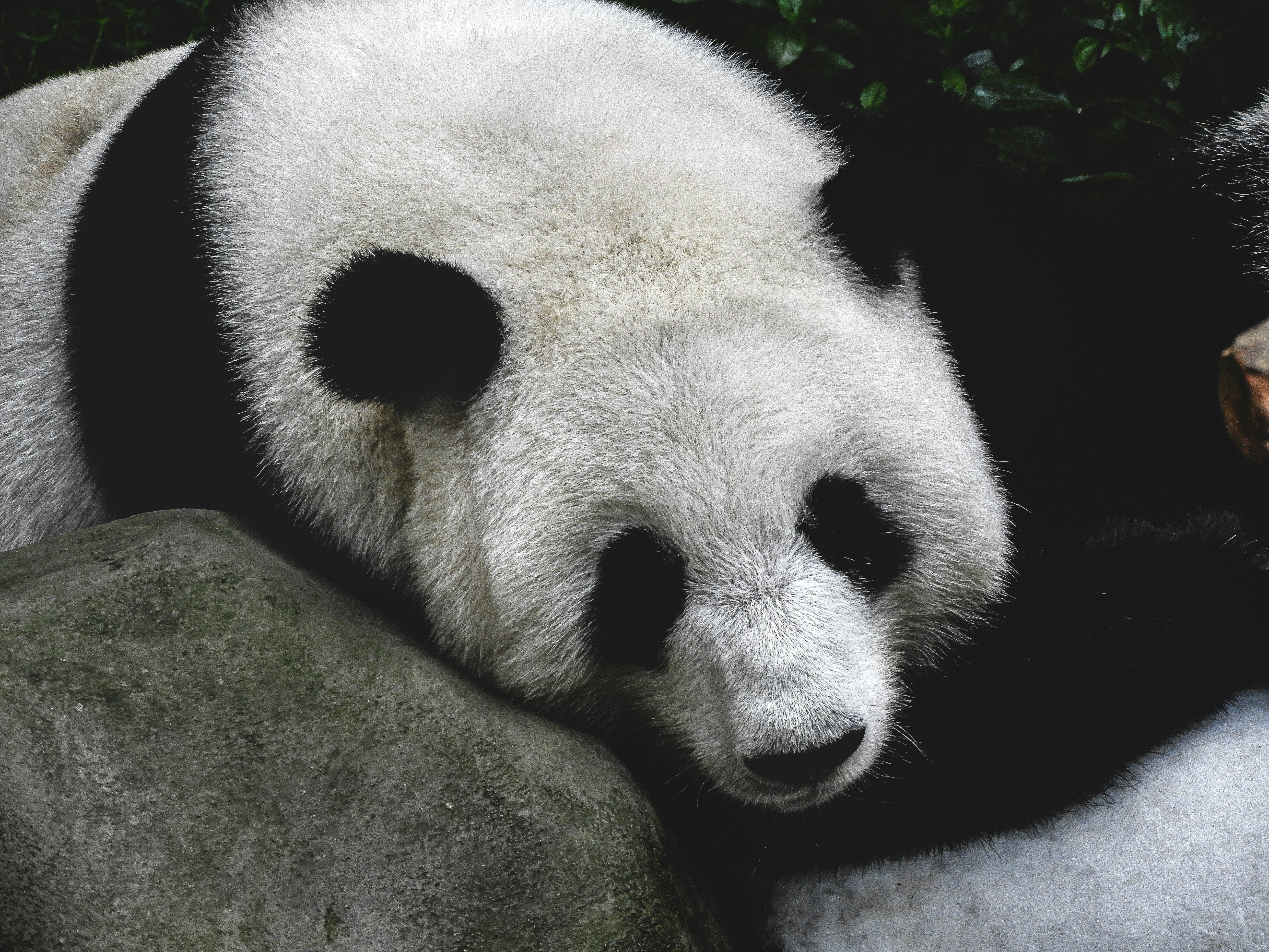 Nap Amid Moss and Rock: A Panda's Quiet Pause