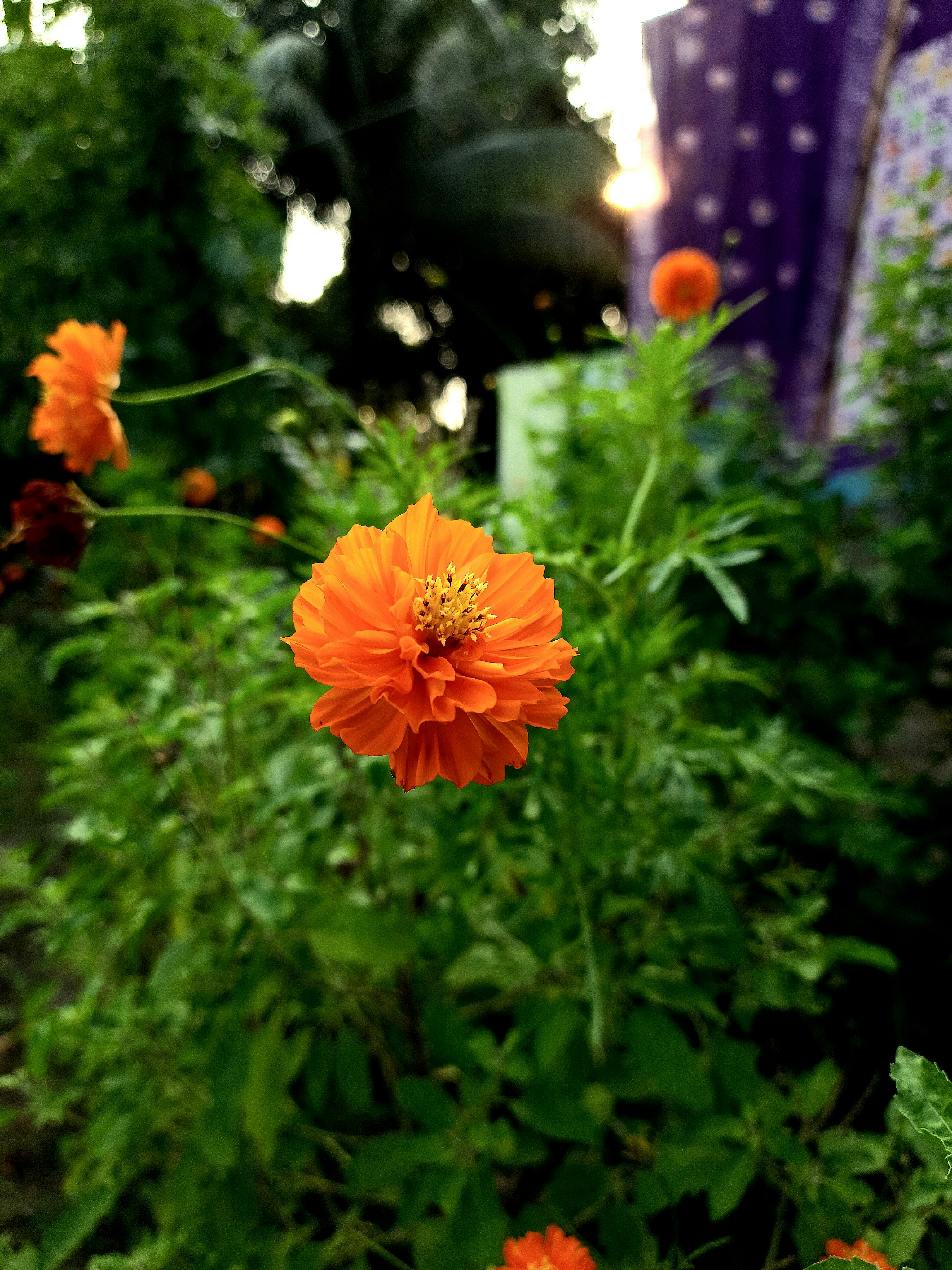 Amber Zinnia in a Quiet Green: Petals in Soft Backlight