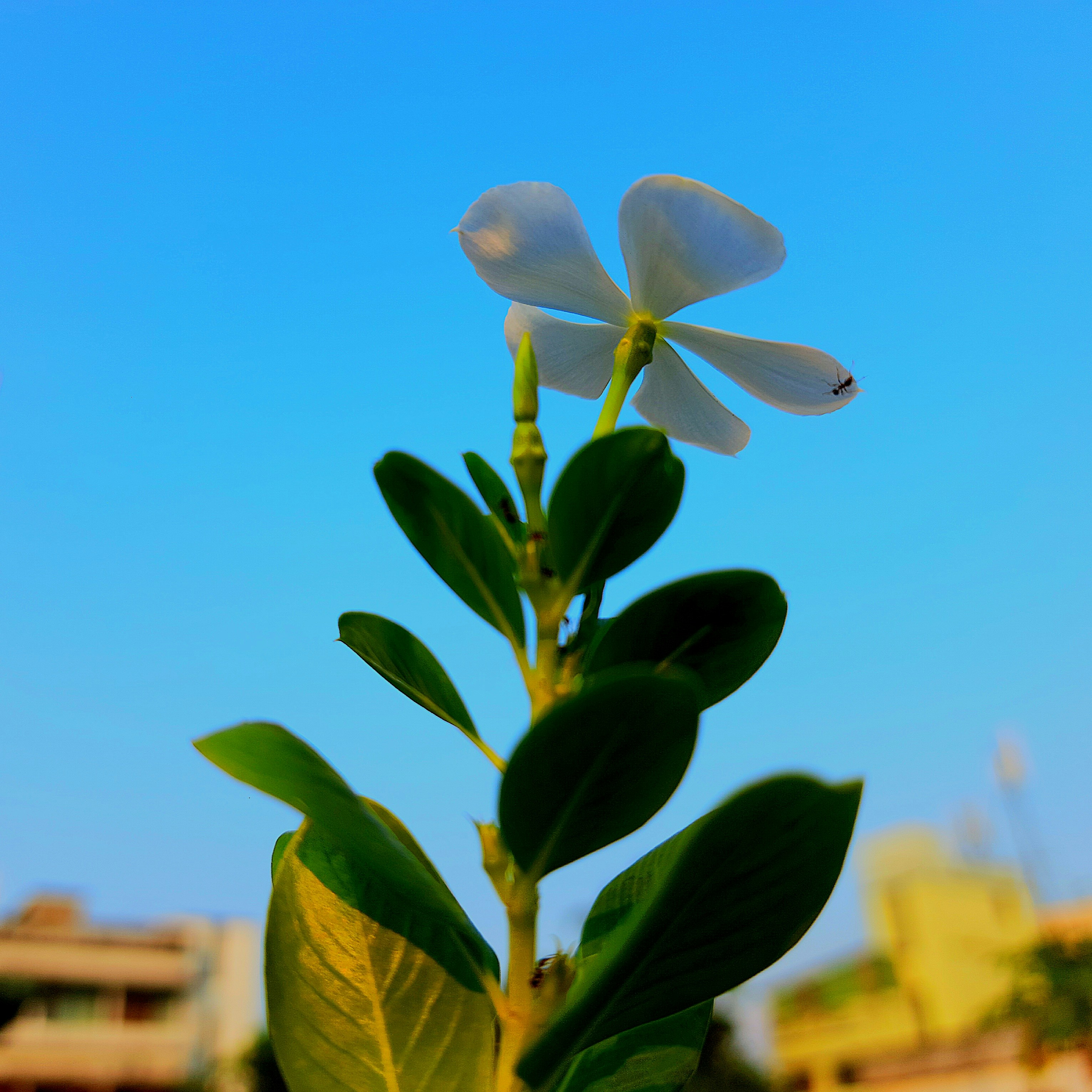 Single white blossom against a cobalt sky with soft city backdrop