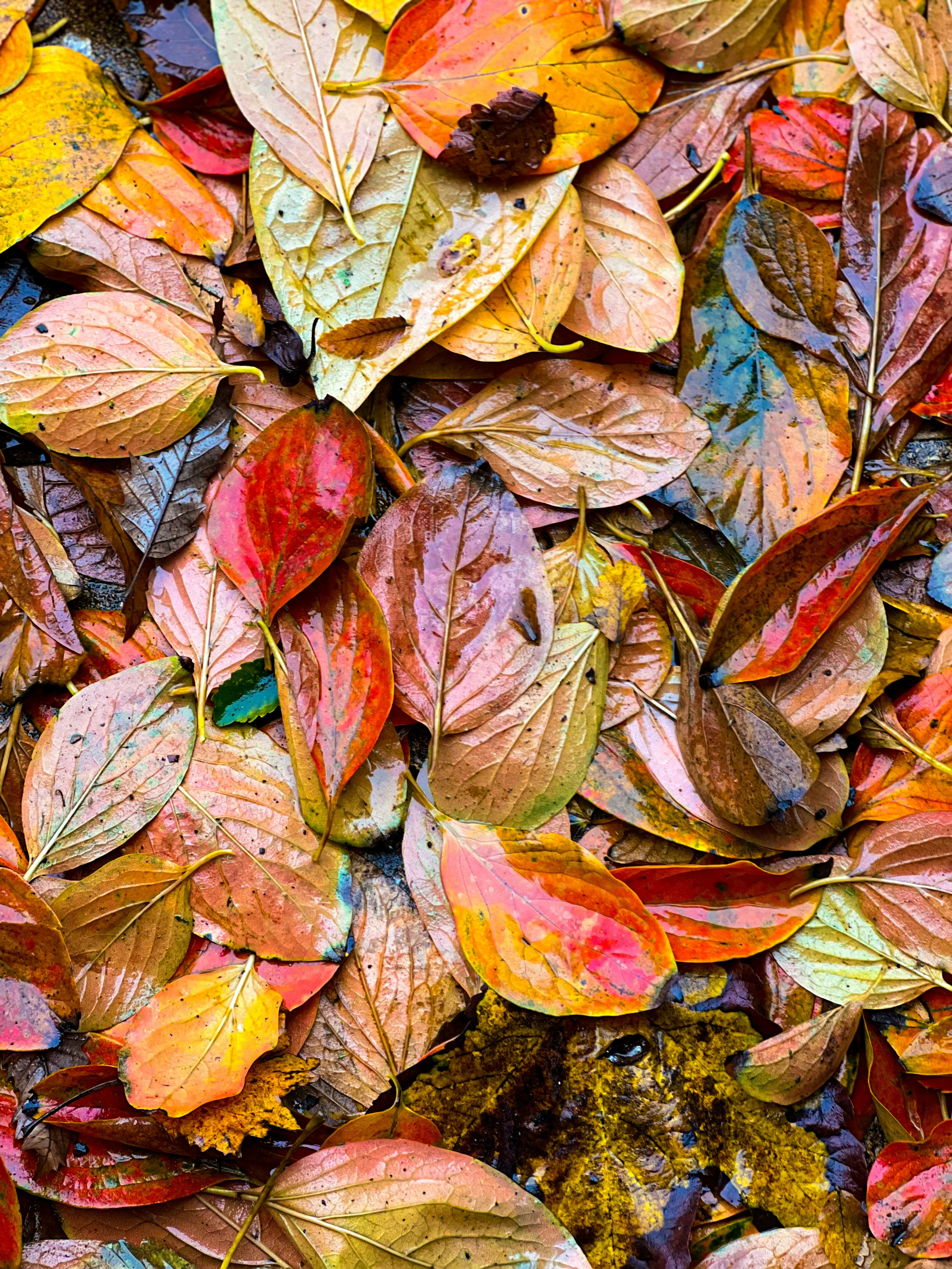 Autumn🍂